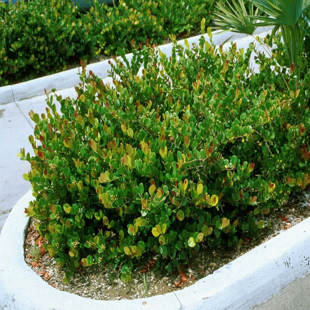 Chrysobalanus Icaco Cocoplum | SiteOne