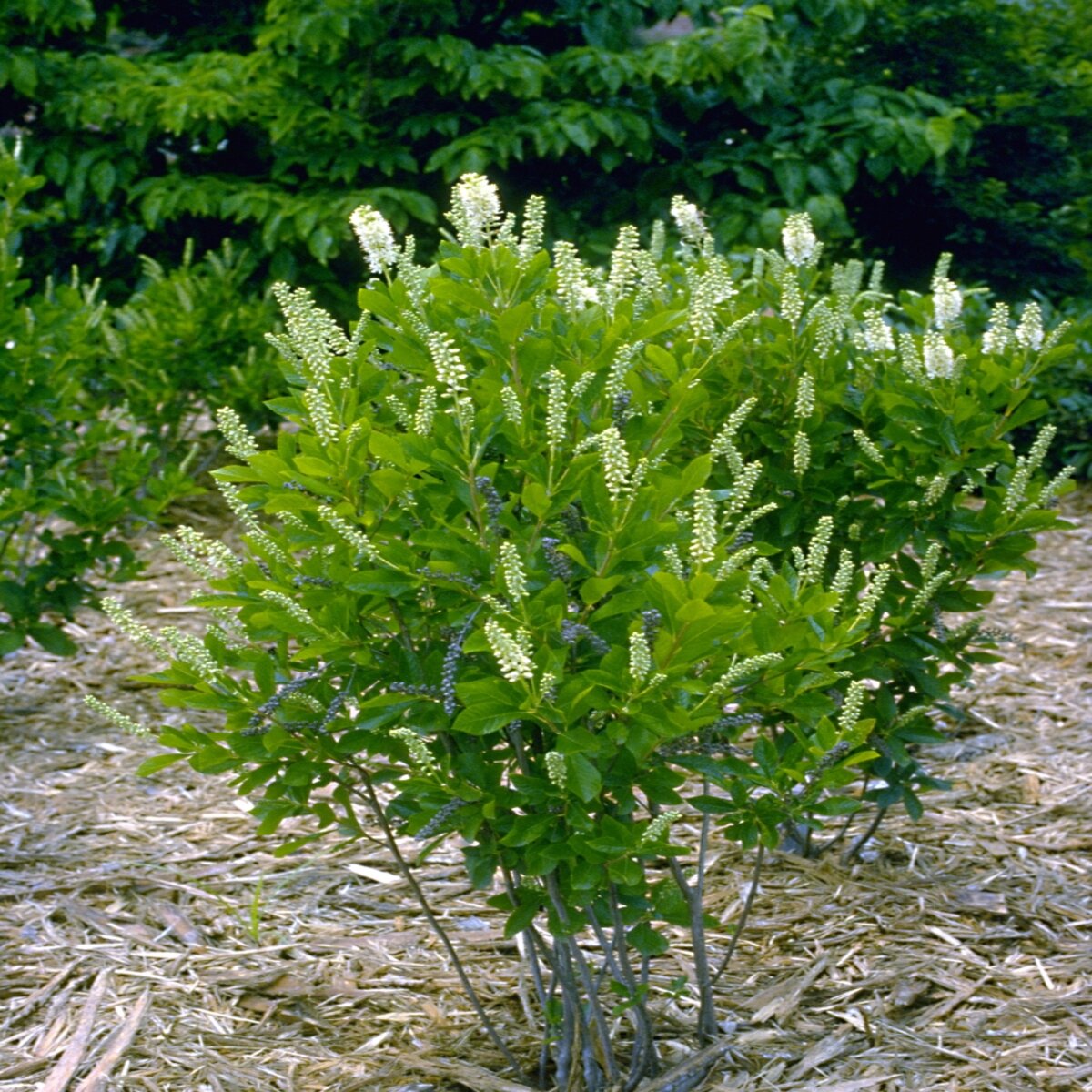 Clethra Alnifolia Summersweet | SiteOne US