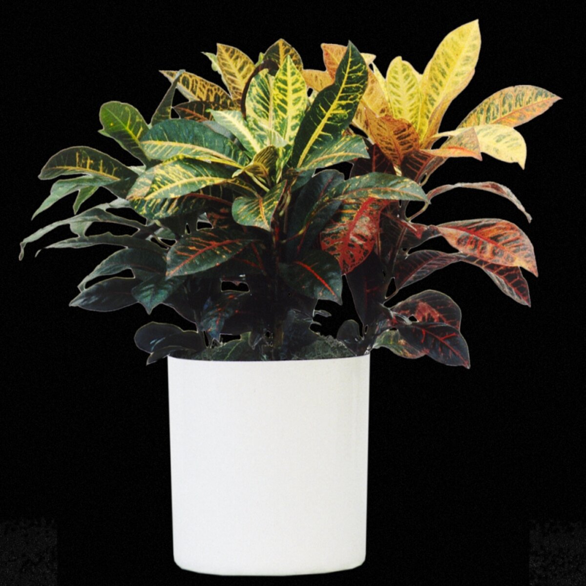 Codiaeum Variegatum Croton | SiteOne US