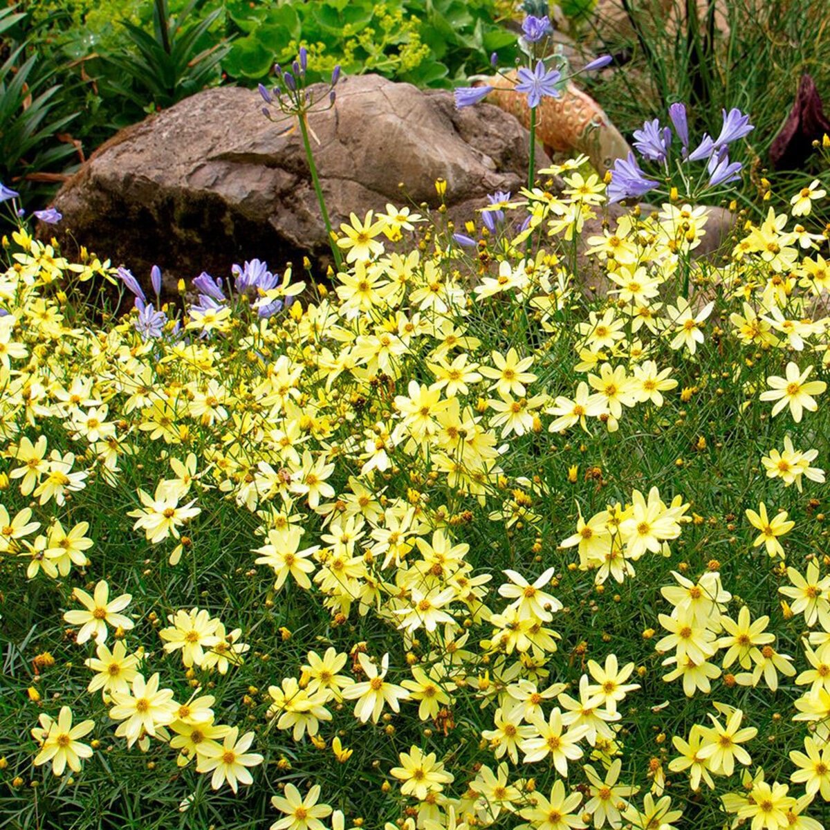 Coreopsis Verticillata Moonbeam Threadleaf Tickseed | SiteOne US