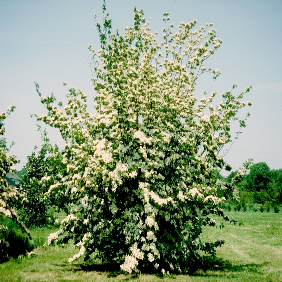 Cornus x rutgersensis Stellar Aurora Dogwood | SiteOne US