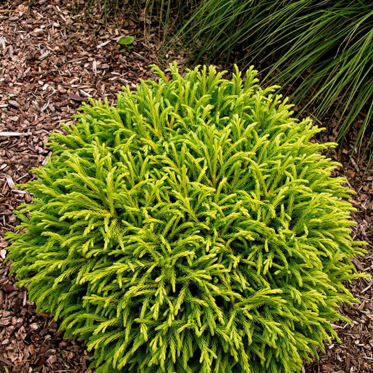 Cryptomeria Japonica Globosa Nana