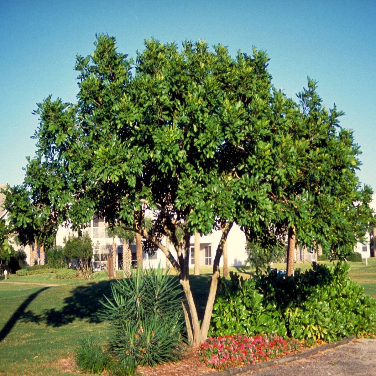 Cupaniopsis Anacardioides Carrotwood | SiteOne US