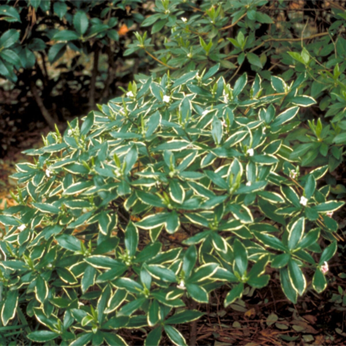 Daphne Odora Aureo-marginata Winter Daphne | SiteOne US
