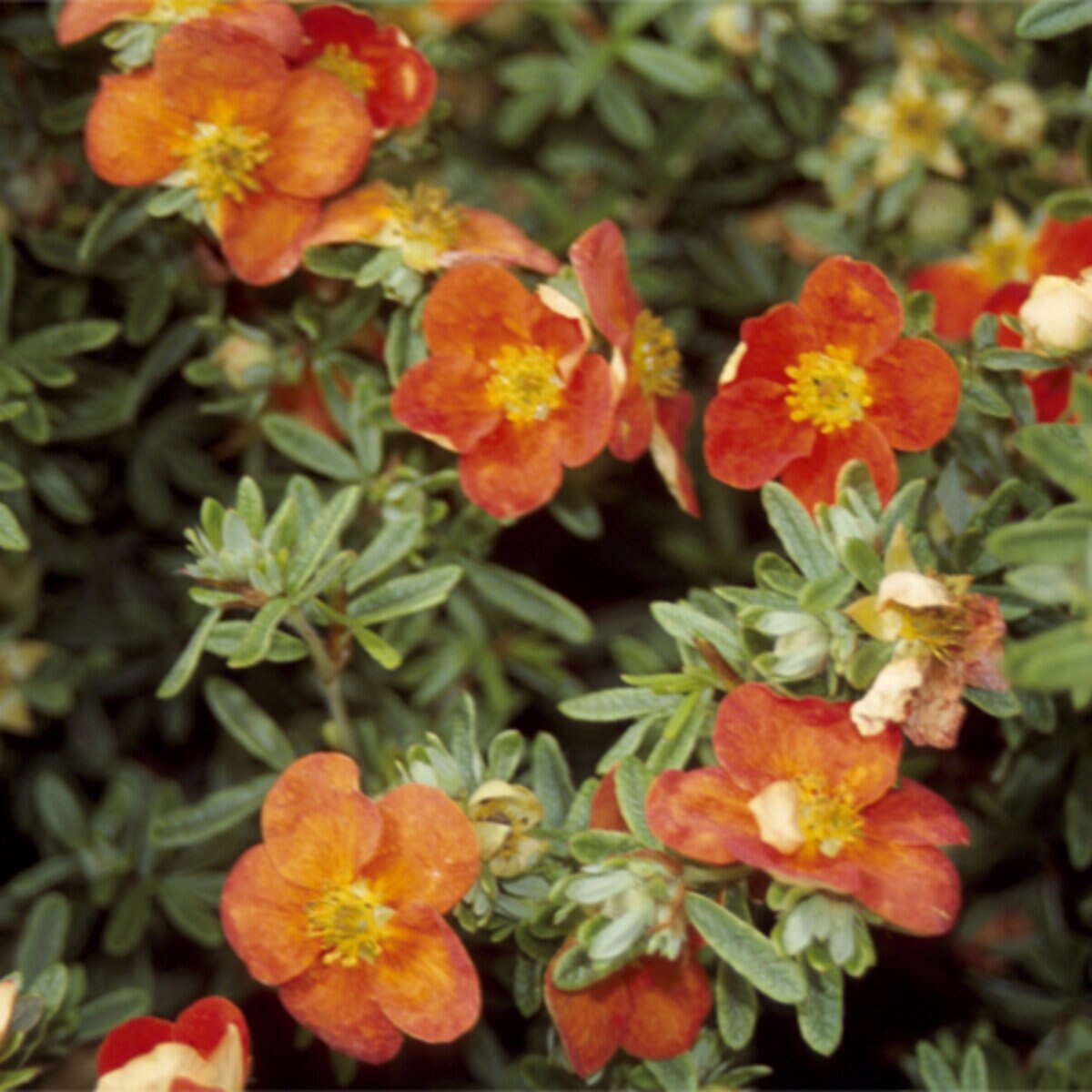 Dasiphora (Potentilla) fruticosa Red Ace Shrubby Cinquefoil | SiteOne US
