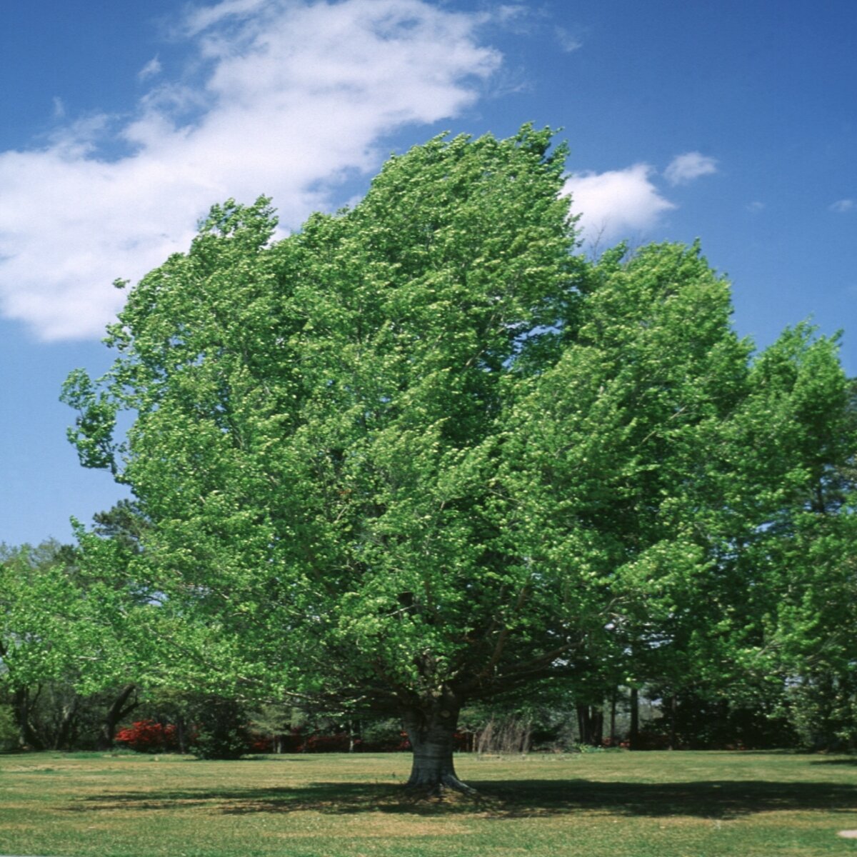 Fagus Grandifolia American Beech | SiteOne US
