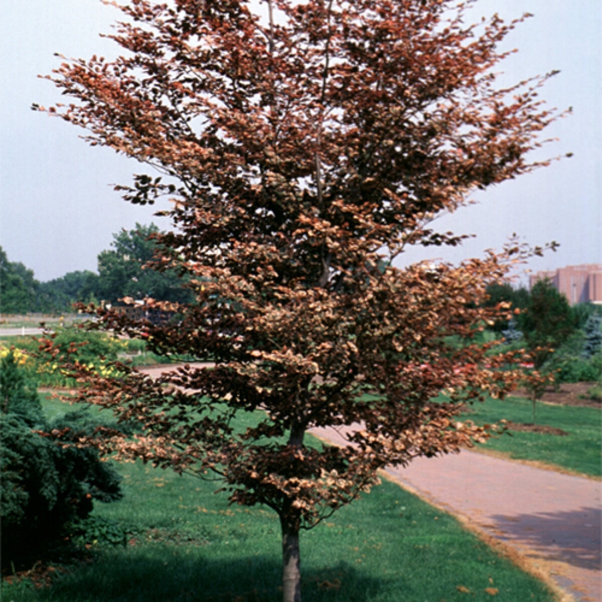 Fagus Sylvatica Purpurea Tricolor European Beech | SiteOne US