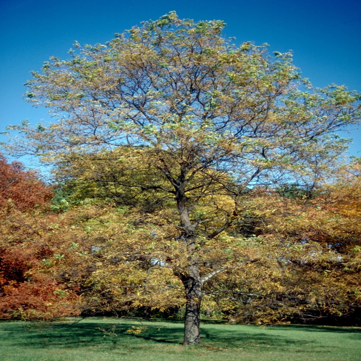 Gleditsia triacanthos var. inermis Imperial Thornless Honeylocust ...