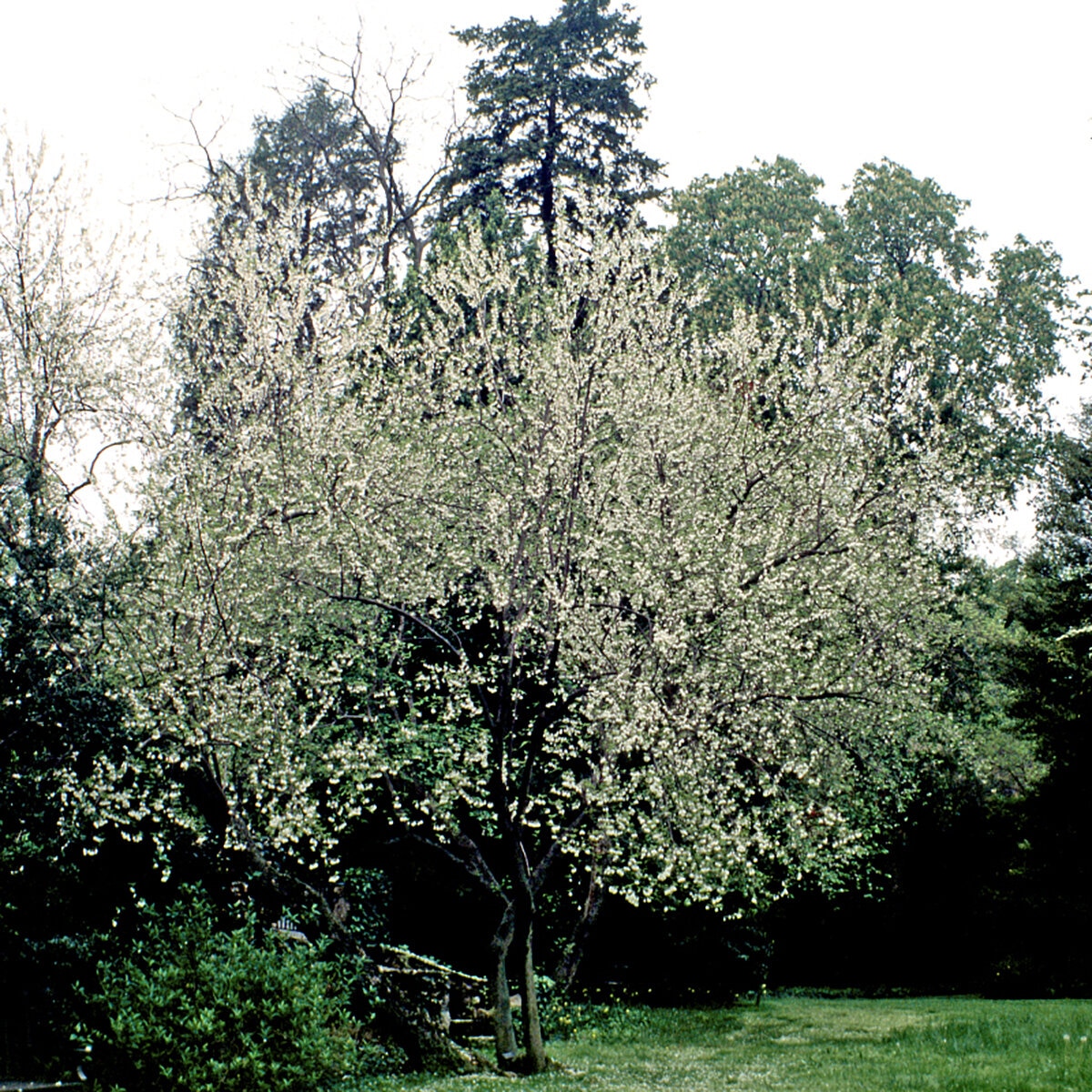 Halesia Tetraptera Common Silverbell | SiteOne