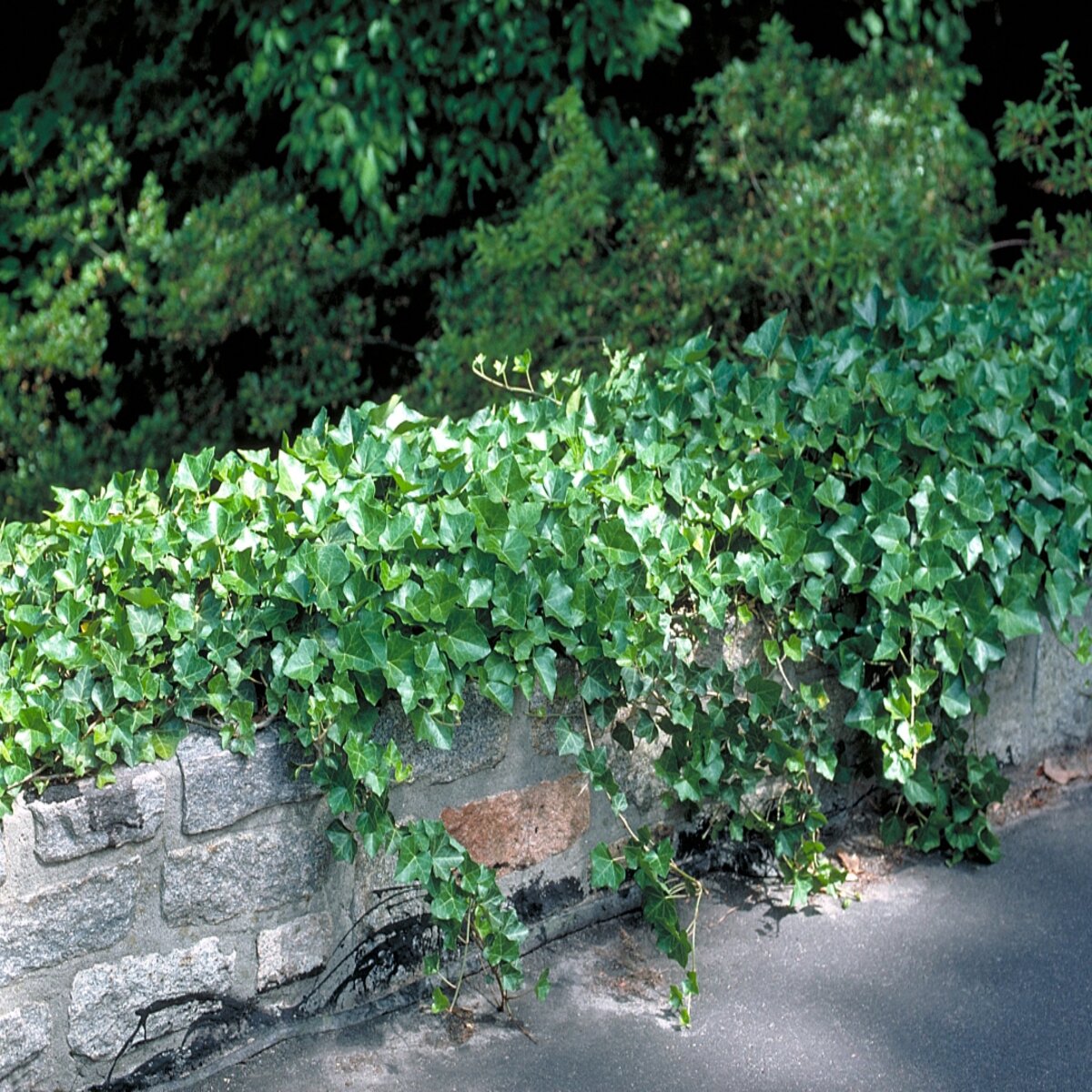 Hedera Helix English Ivy | SiteOne US
