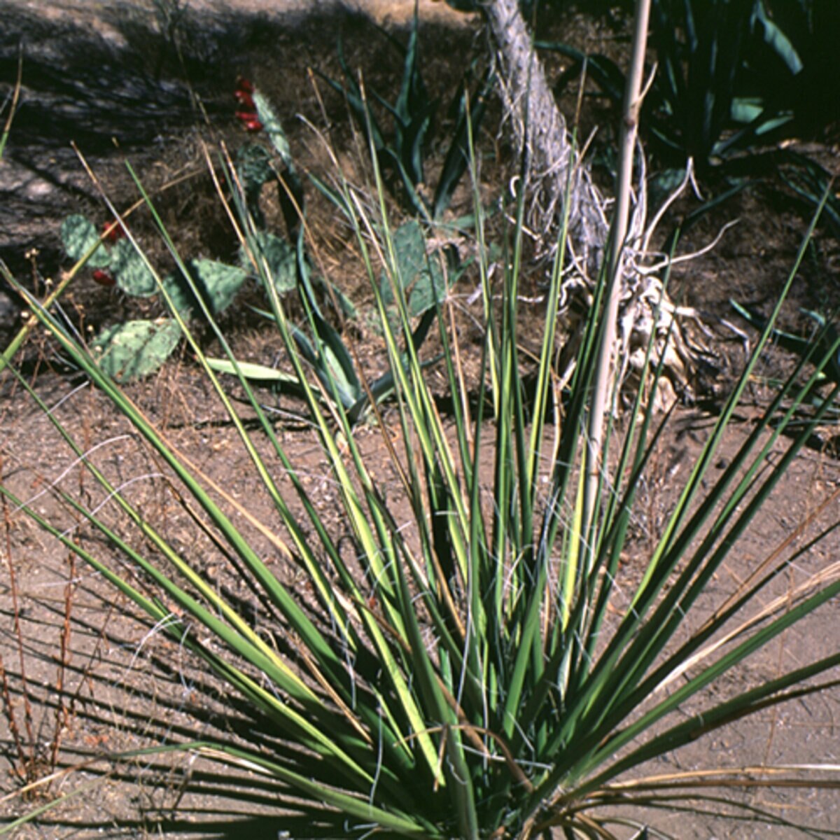 Hesperaloe Funifera False Yucca | SiteOne