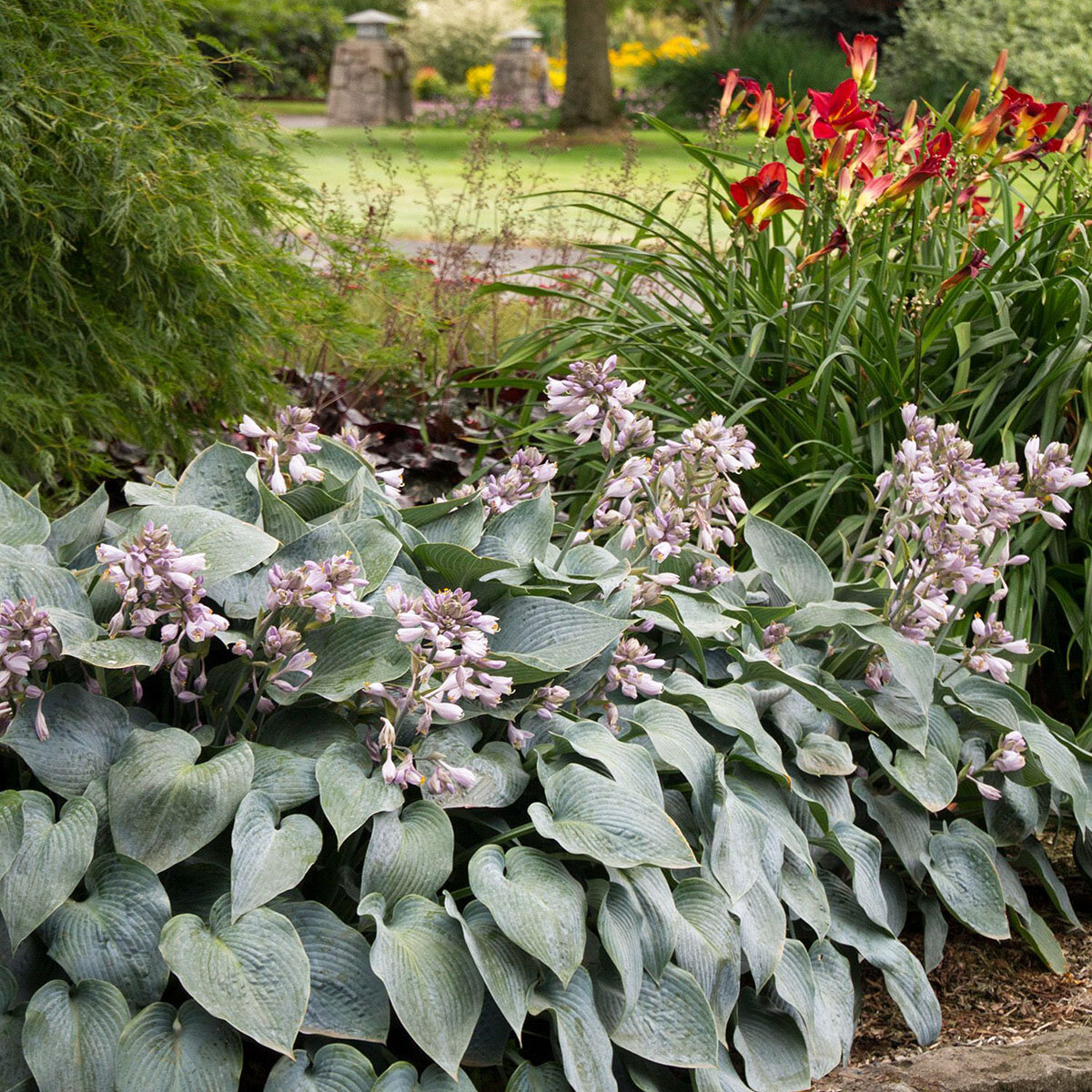 Hosta Halcyon Plantain Lily | SiteOne US