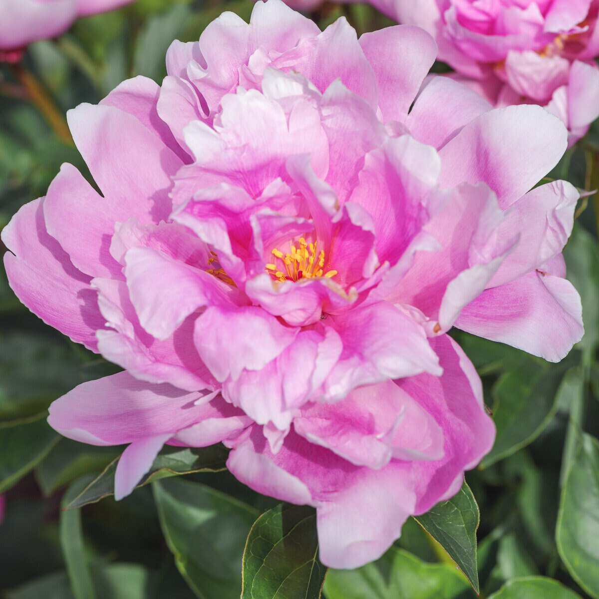 Paeonia Lactiflora Sea Shell Peony | SiteOne US
