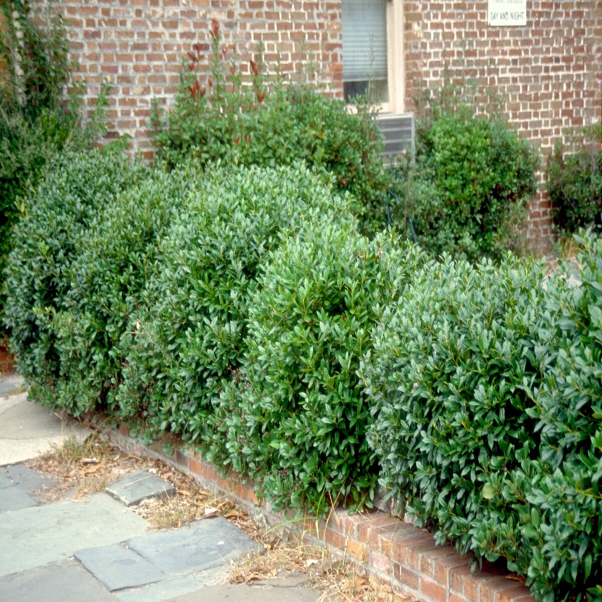 Ilex cornuta Carissa Chinese Holly | SiteOne US
