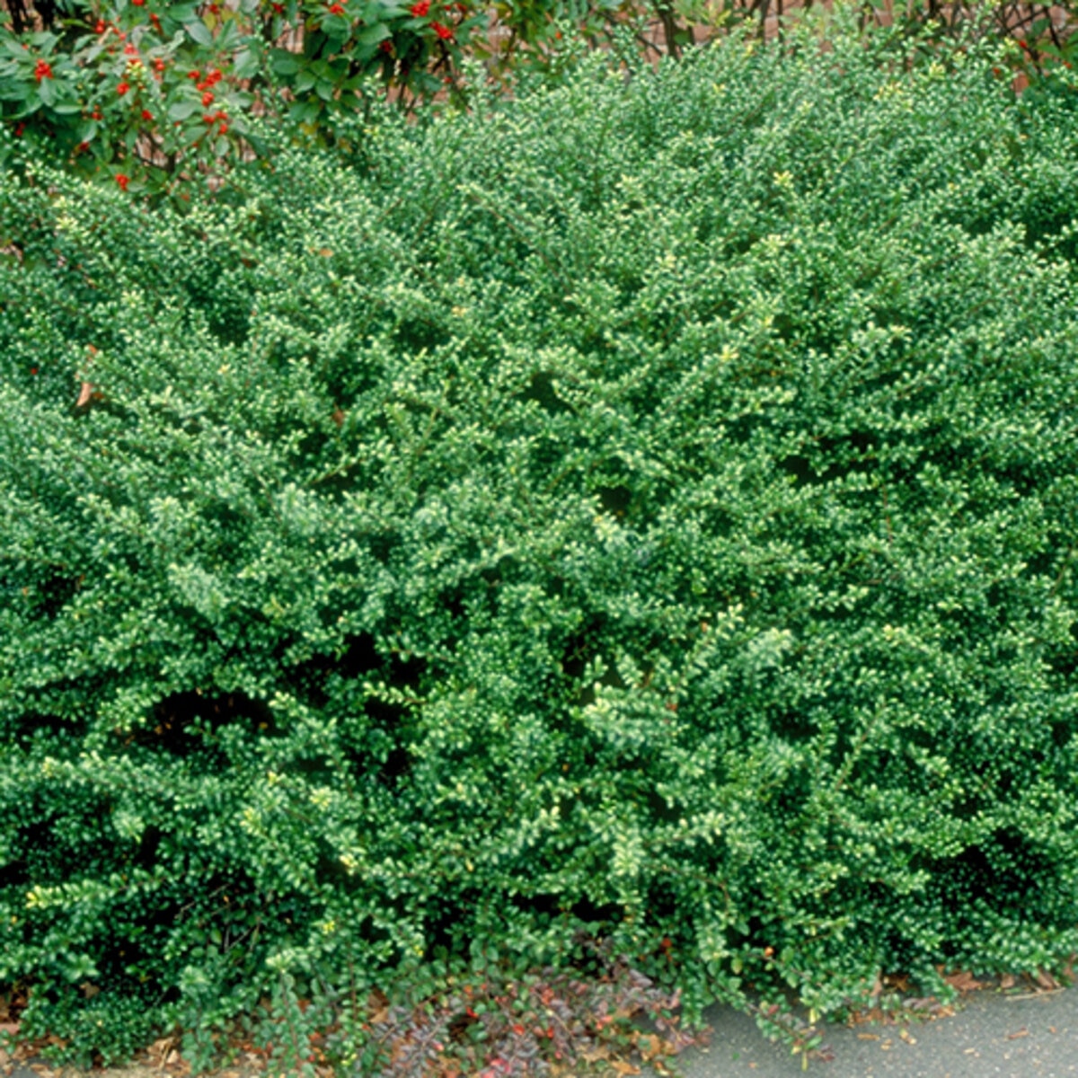 Ilex Crenata Convexa Japanese Holly | SiteOne US