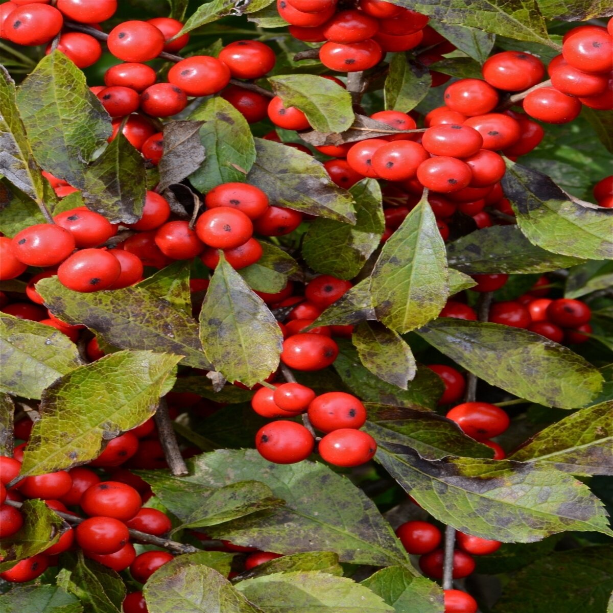 Ilex verticillata Red Sprite Winterberry Holly | SiteOne US