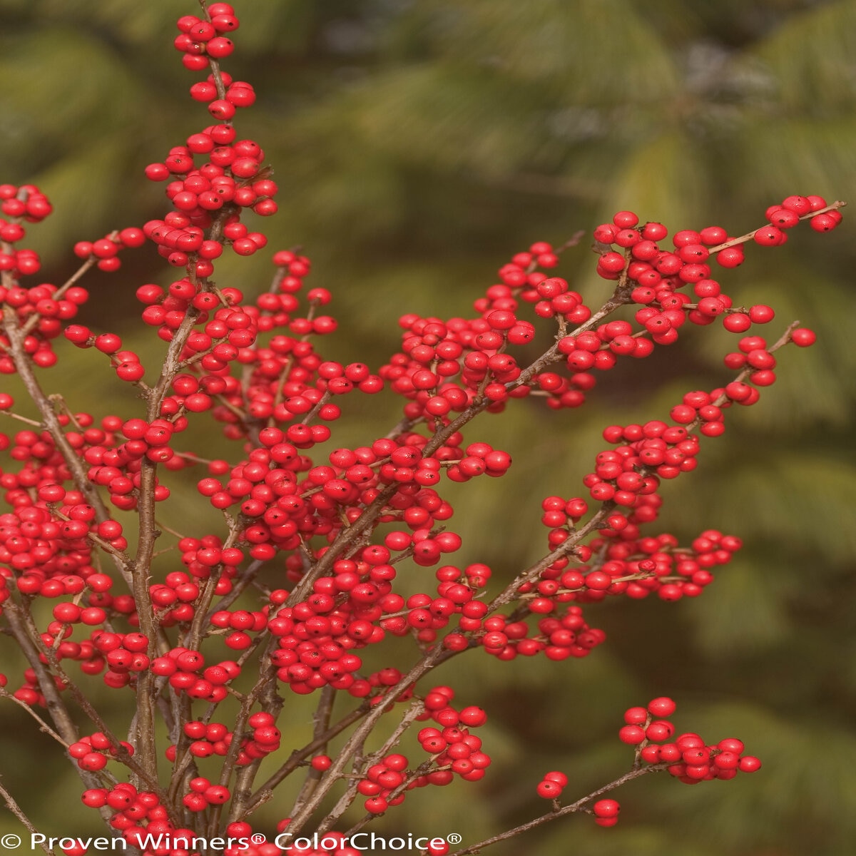 Ilex Verticillata Color Choice Spriber Berry Nice Winterberry Holly ...
