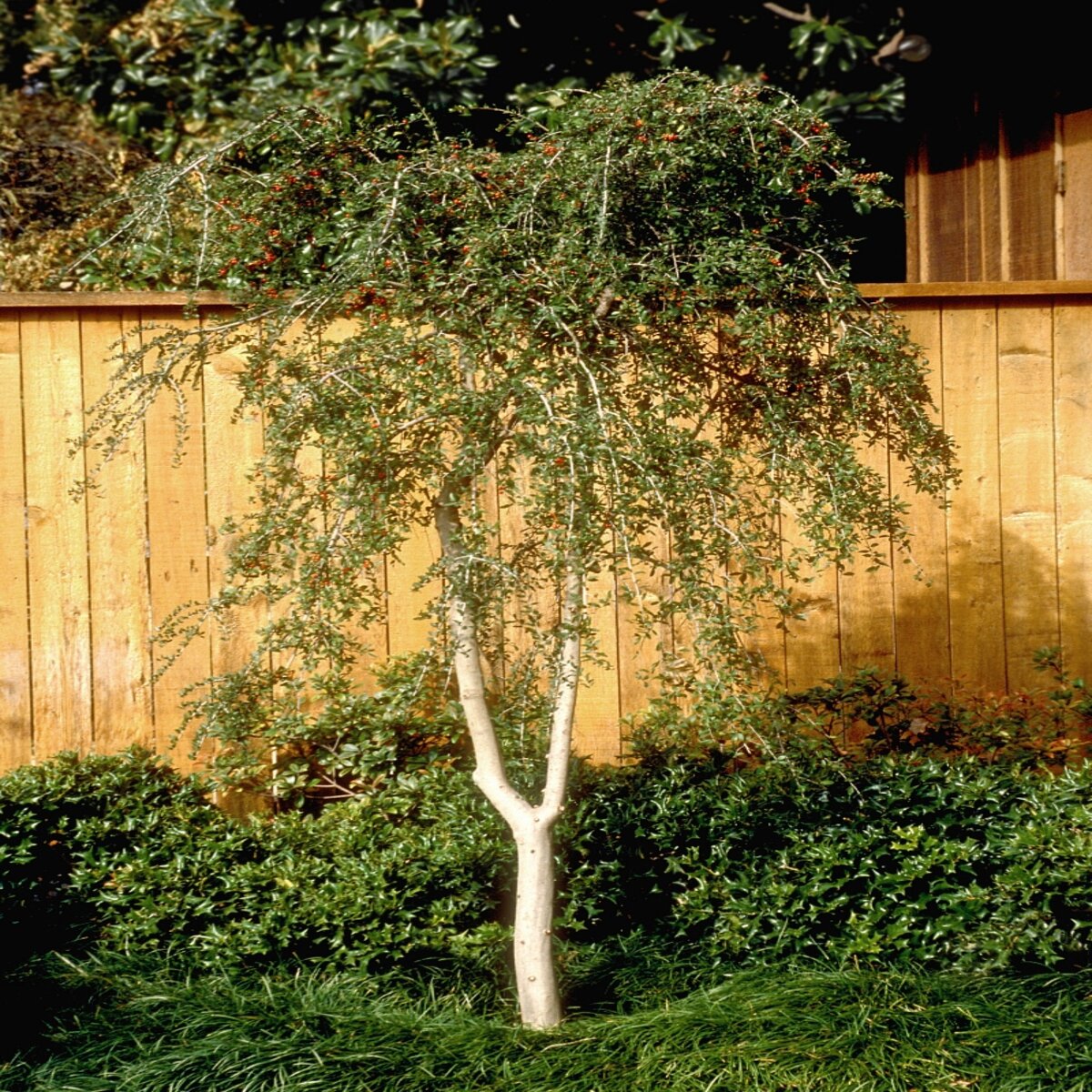 Ilex Vomitoria Pendula Weeping Yaupon Holly | SiteOne US