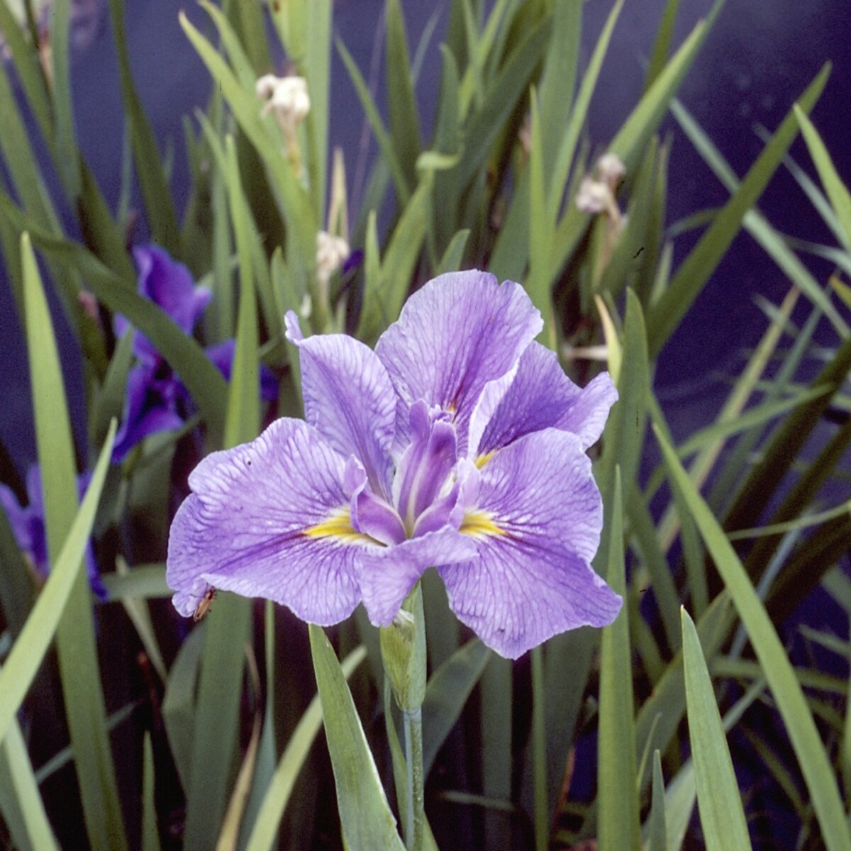 Iris X Hexagonae Louisiana Hybrids Iris | SiteOne