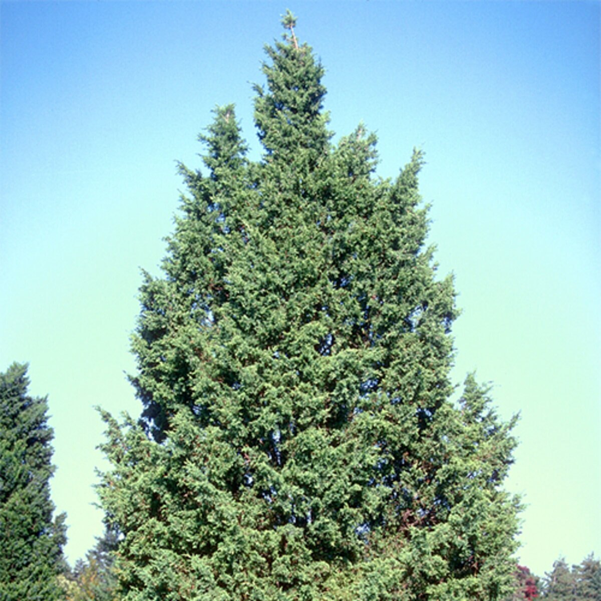 Juniperus Chinensis Iowa Chinese Juniper | SiteOne US