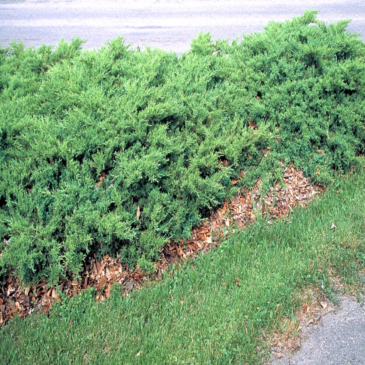 Juniperus x pfitzeriana Compacta Pfitzer Juniper | SiteOne US