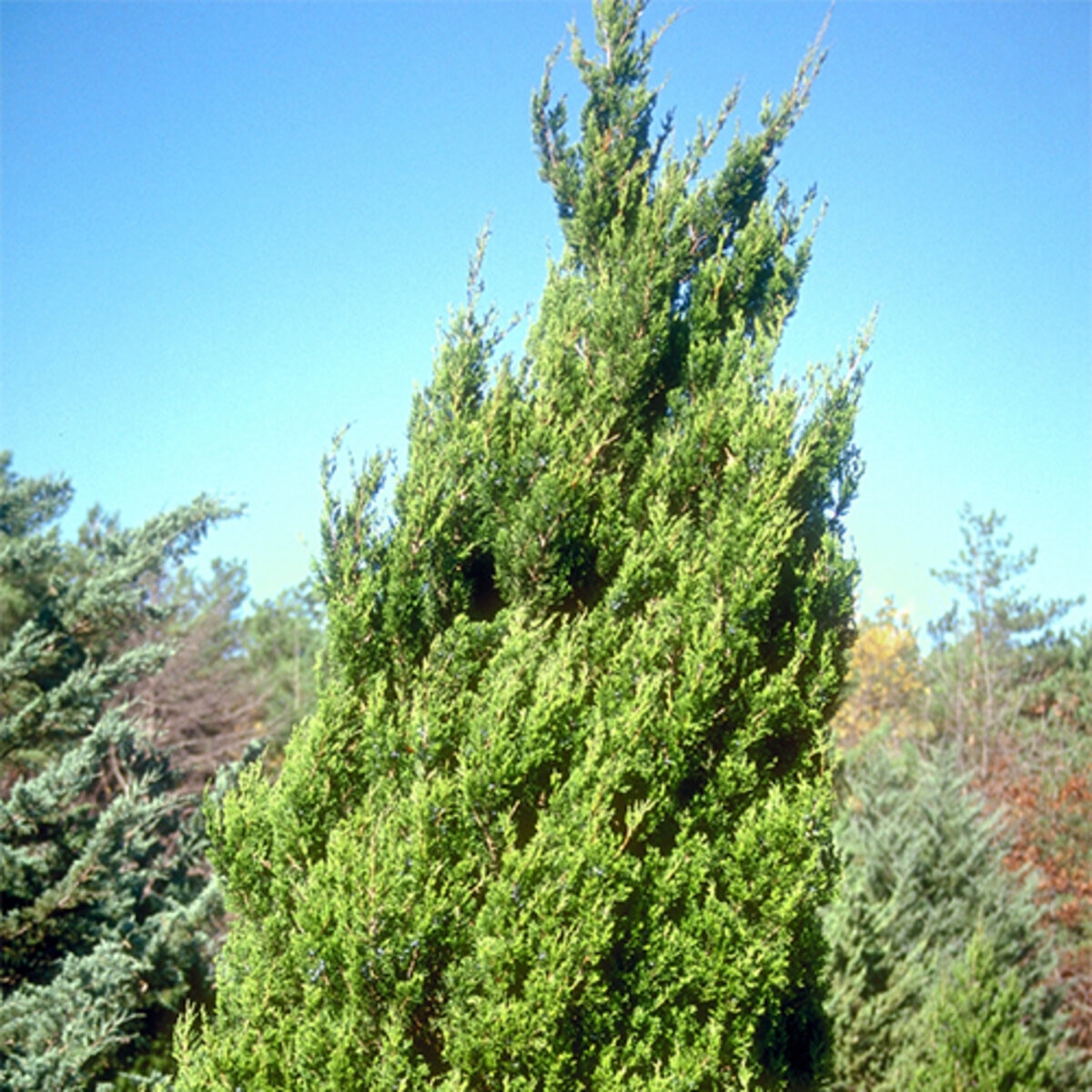 Juniperus chinensis Spartan Chinese Juniper | SiteOne US