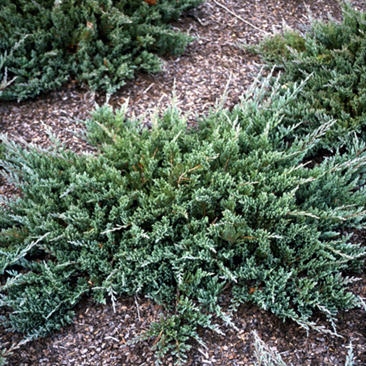 Juniperus horizontalis Blue Chip Creeping Juniper | SiteOne US