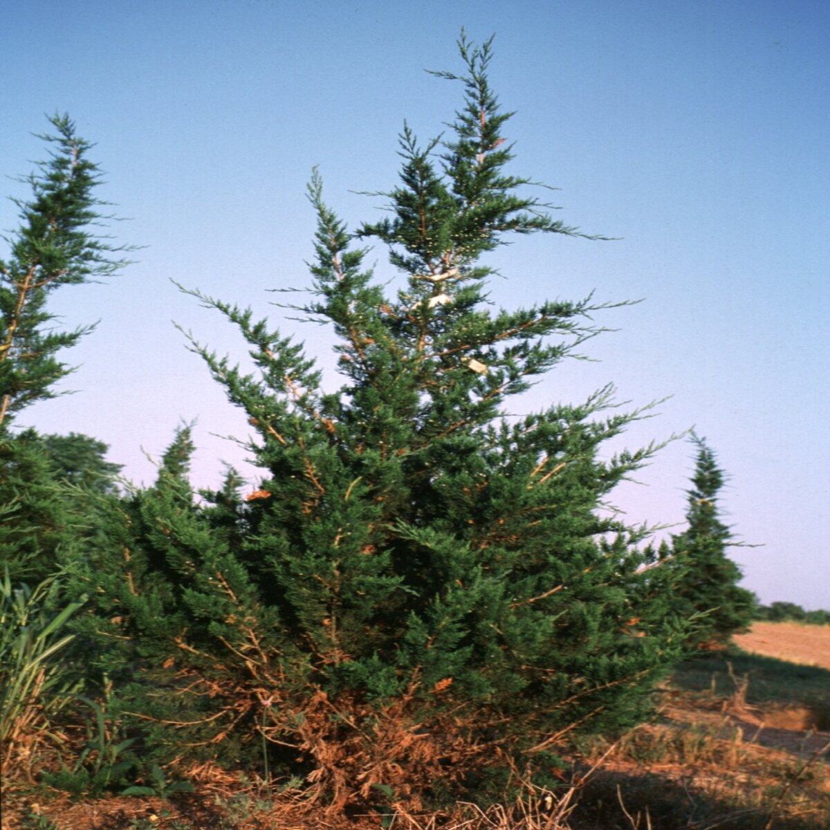 Juniperus Virginiana Emerald Sentinel Eastern Red Cedar Siteone Us
