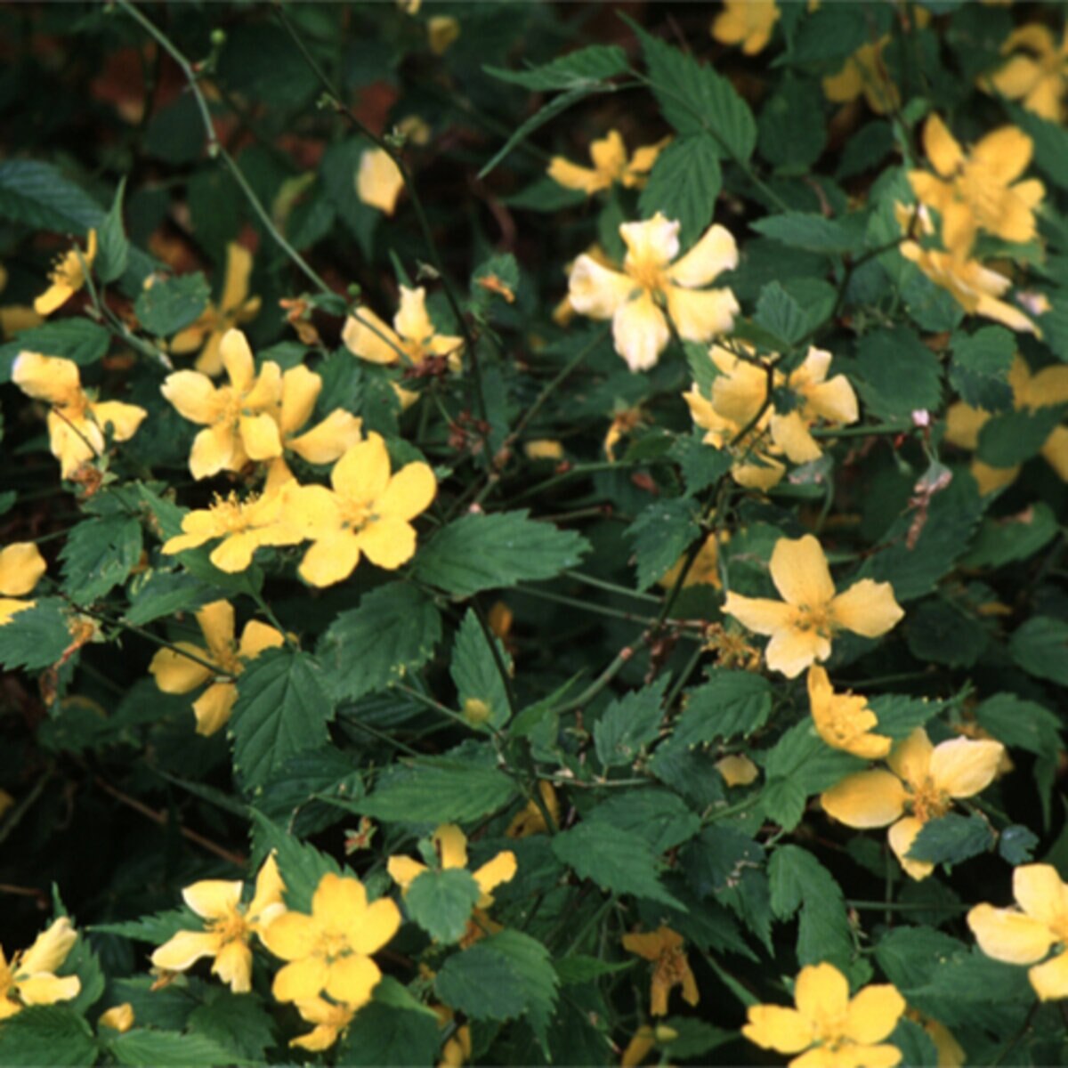 Kerria Japonica Japanese Kerria | SiteOne US