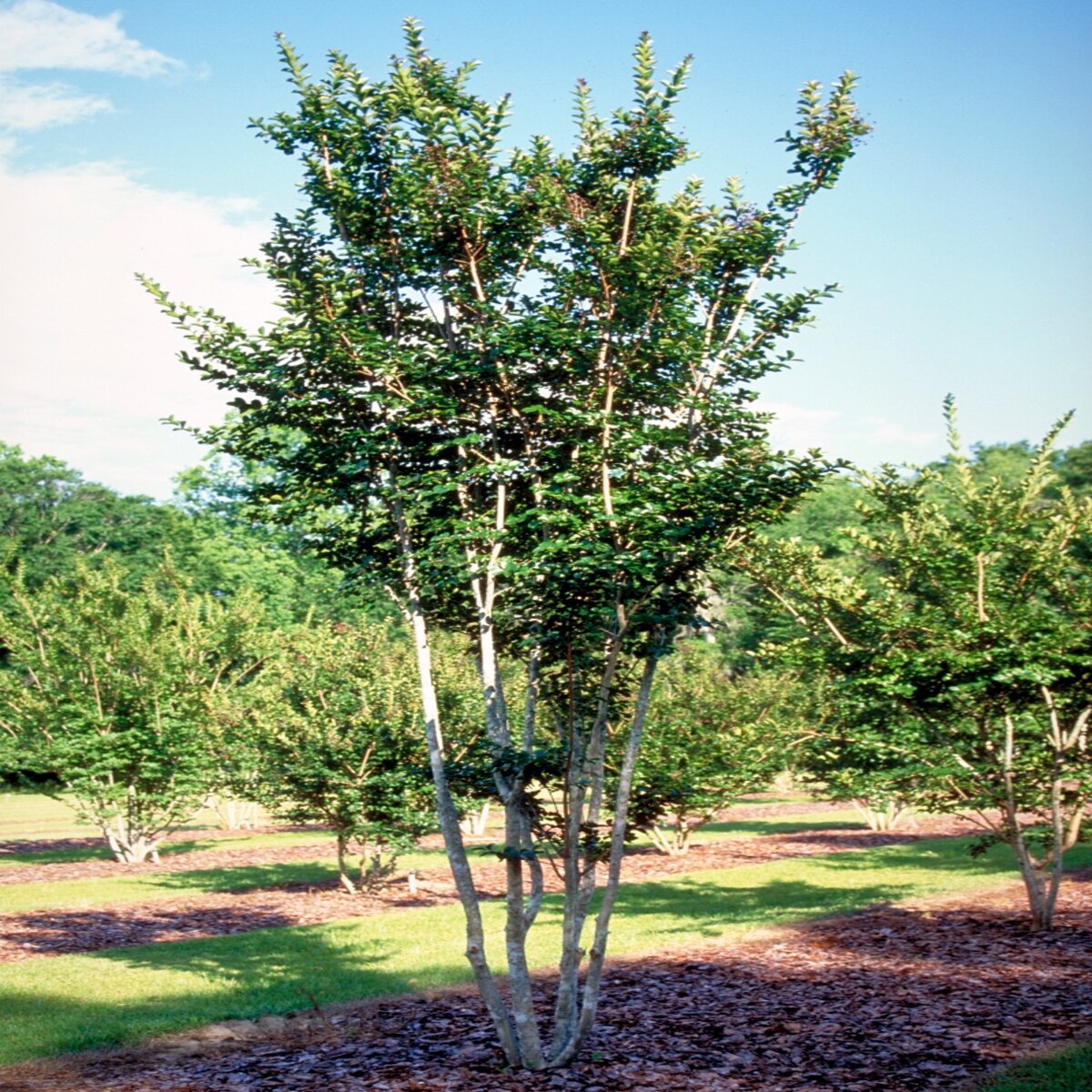 Lagerstroemia Indica X Fauriei Sioux Crape Myrtle | SiteOne US