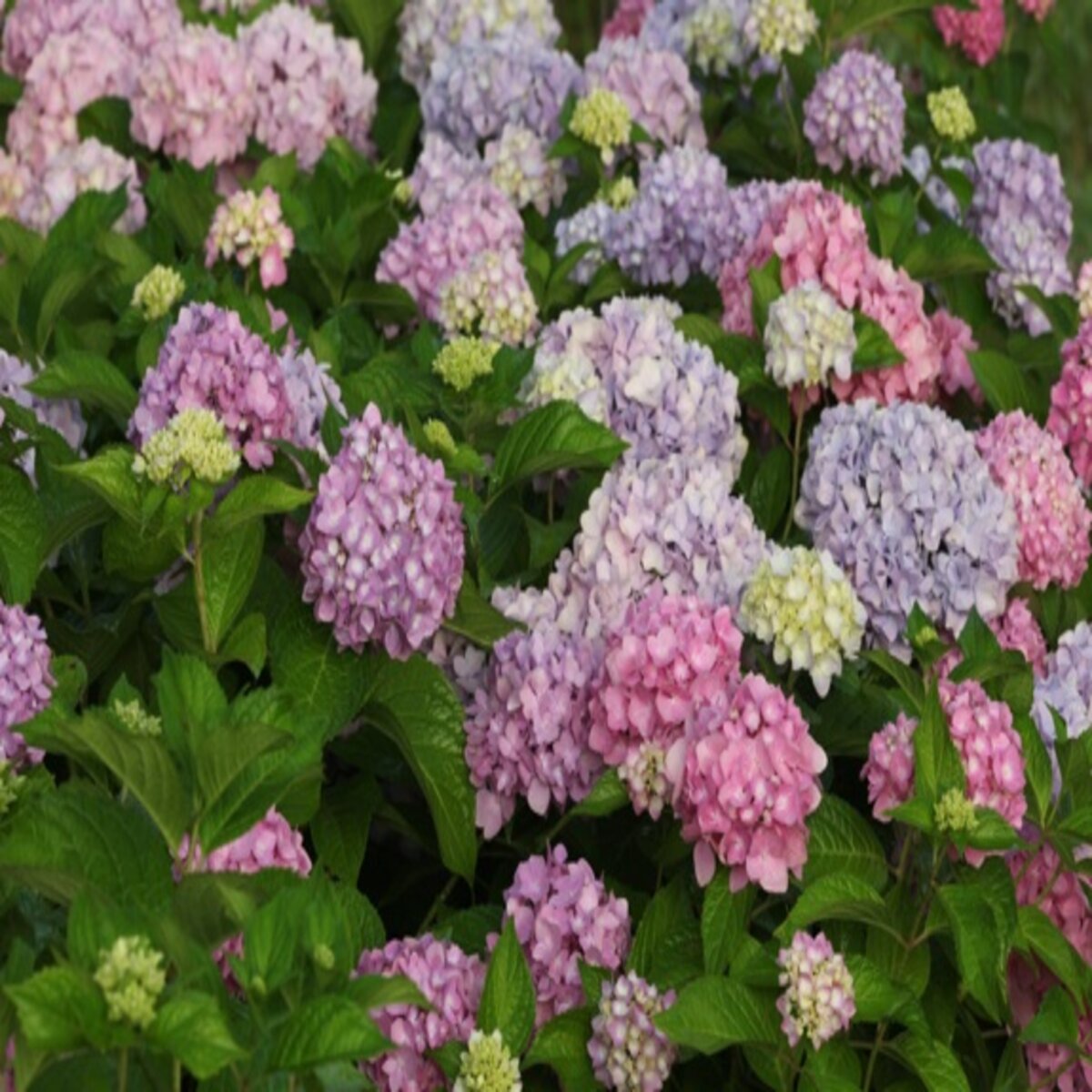 Hydrangea Macrophylla Penny Mac Big Leaf Hydrangea | SiteOne