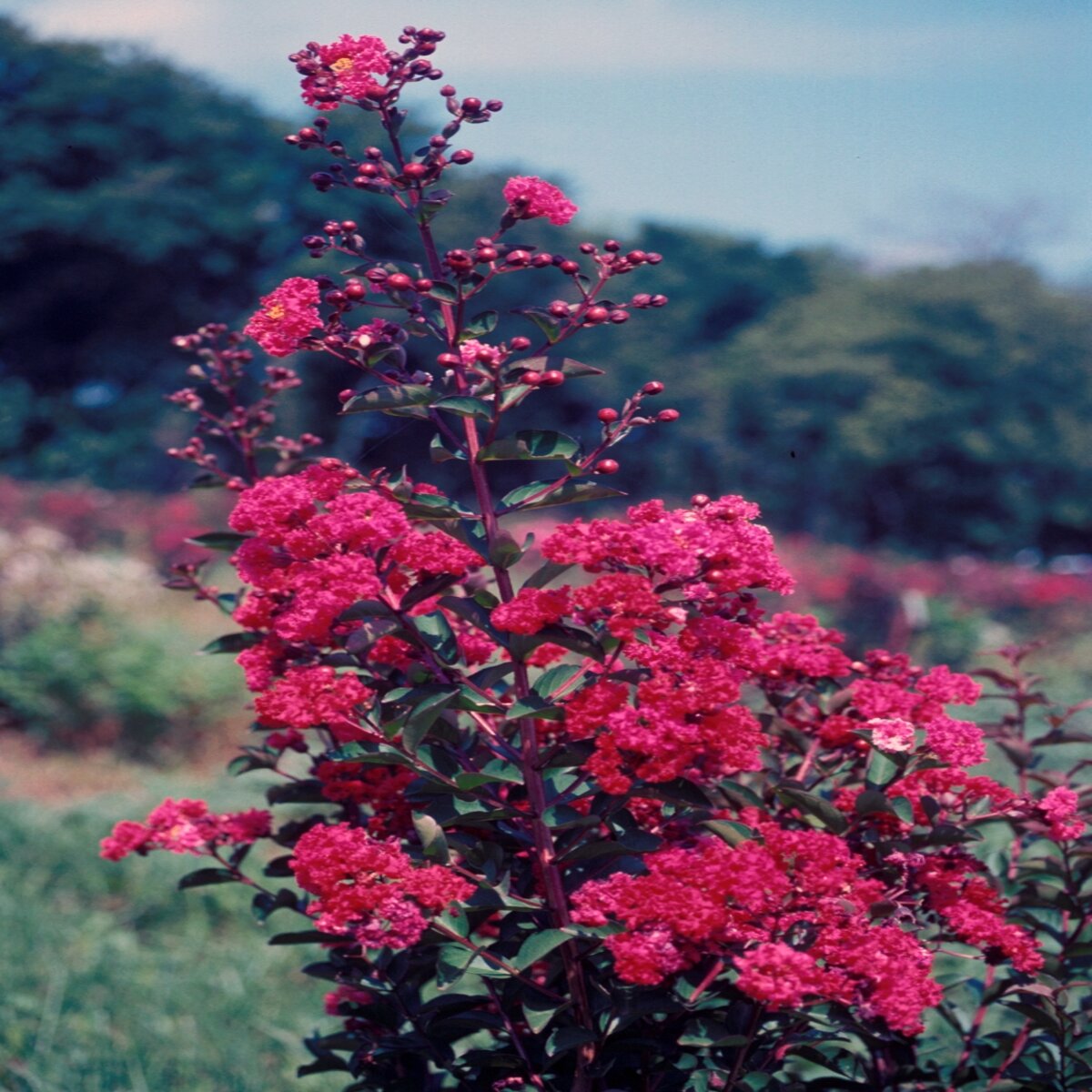 Lagerstroemia Indica Red Rocket Crape Myrtle | SiteOne US