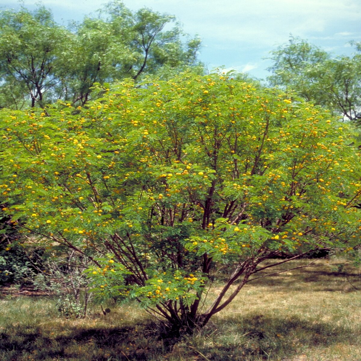 Leucaena Retusa Goldenball Leadtree | SiteOne US