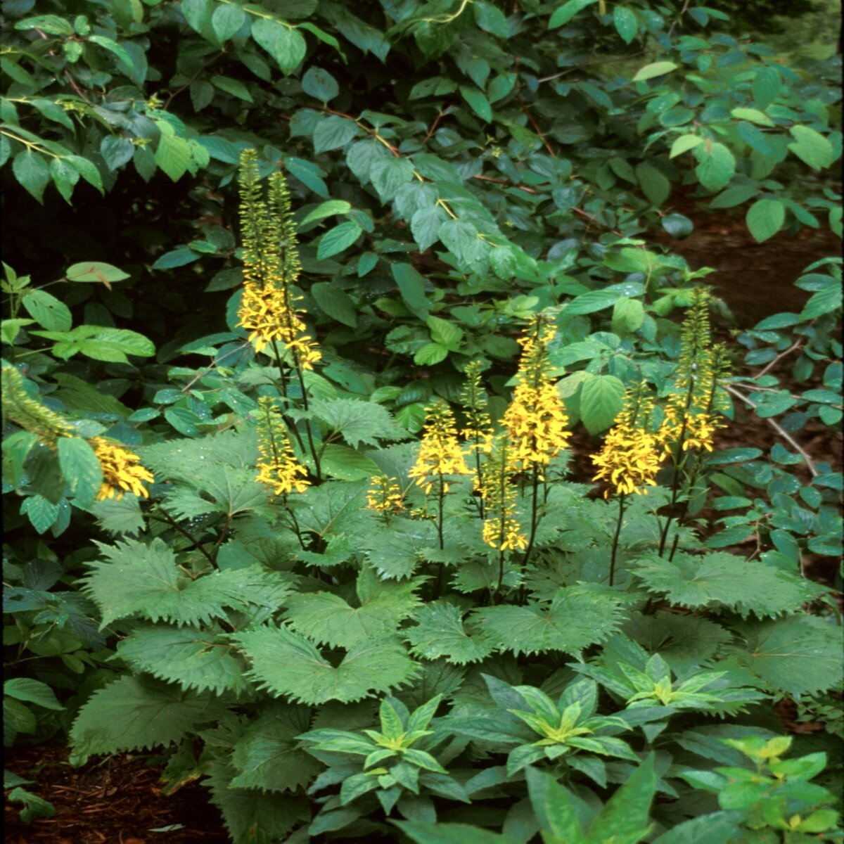 Ligularia Stenocephala The Rocket Leopard Plant | SiteOne US