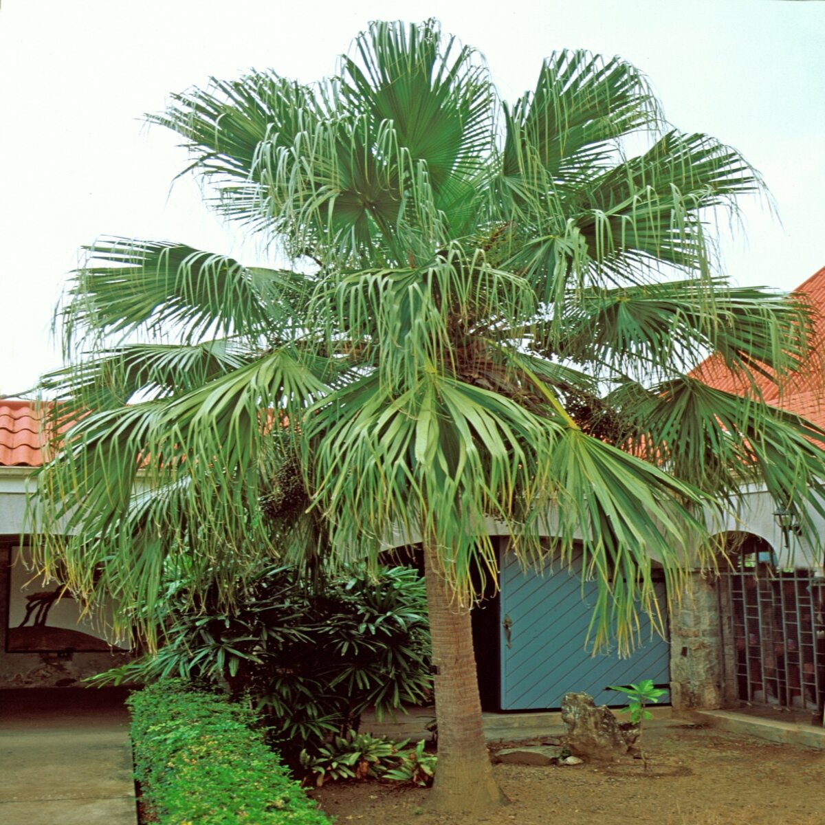 Livistona Chinensis Chinese Fan Palm | SiteOne US