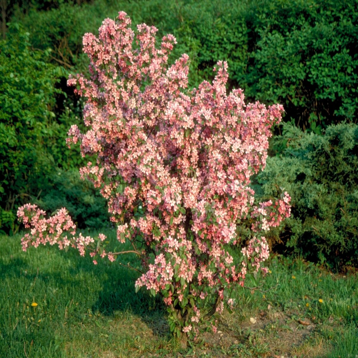 Malus X Adams Crabapple | SiteOne US