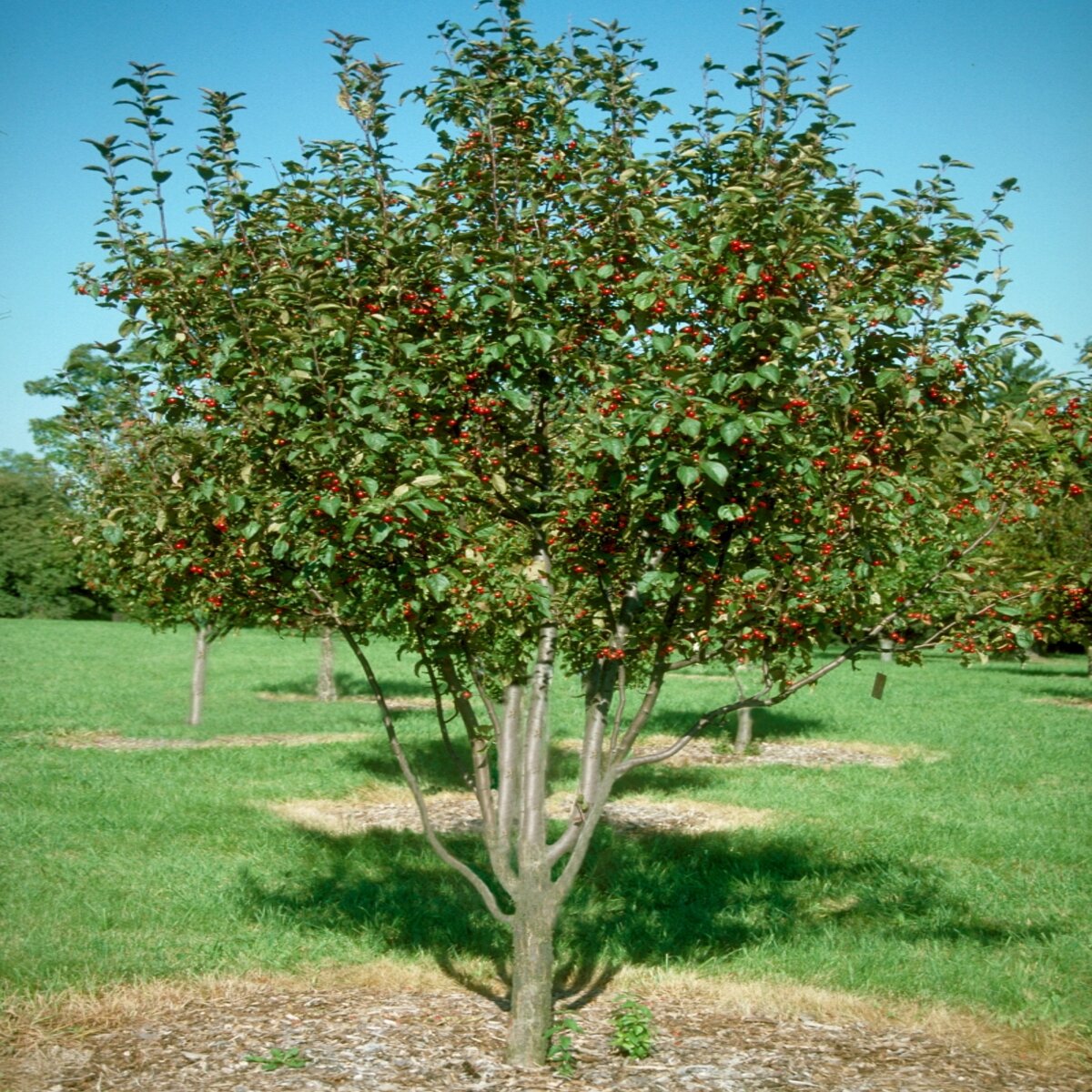 Malus X Red Baron Crabapple | SiteOne