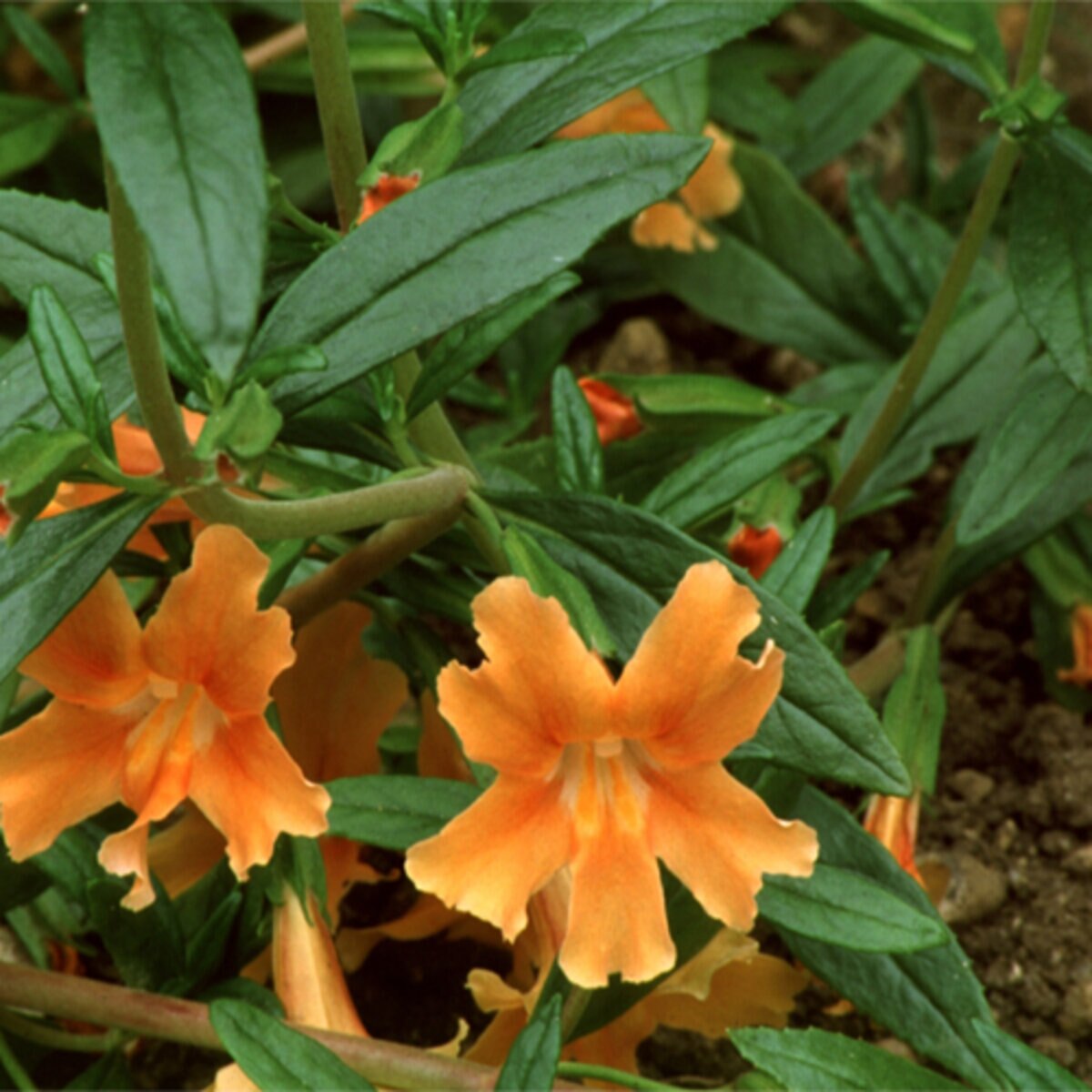 Mimulus Aurantiacus Sticky Monkey Flower | SiteOne
