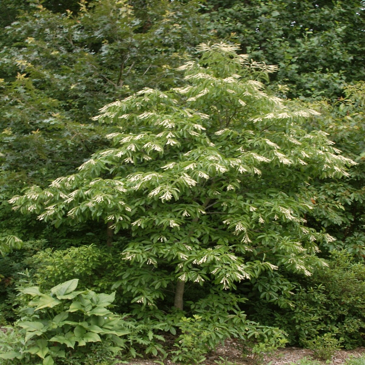 Oxydendrum Arboreum Sourwood | SiteOne US