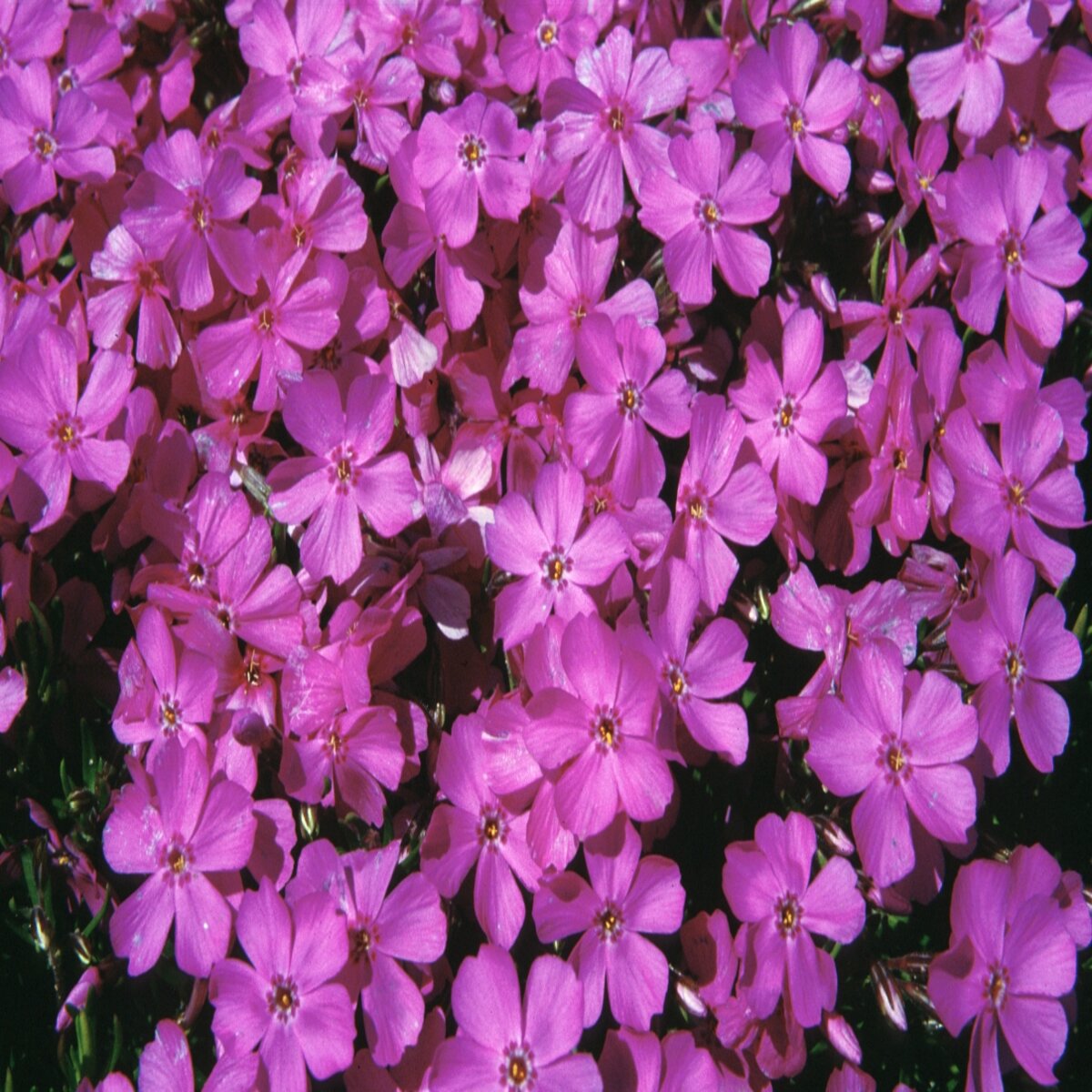 Phlox Subulata Emerald Pink Creeping Phlox | SiteOne US