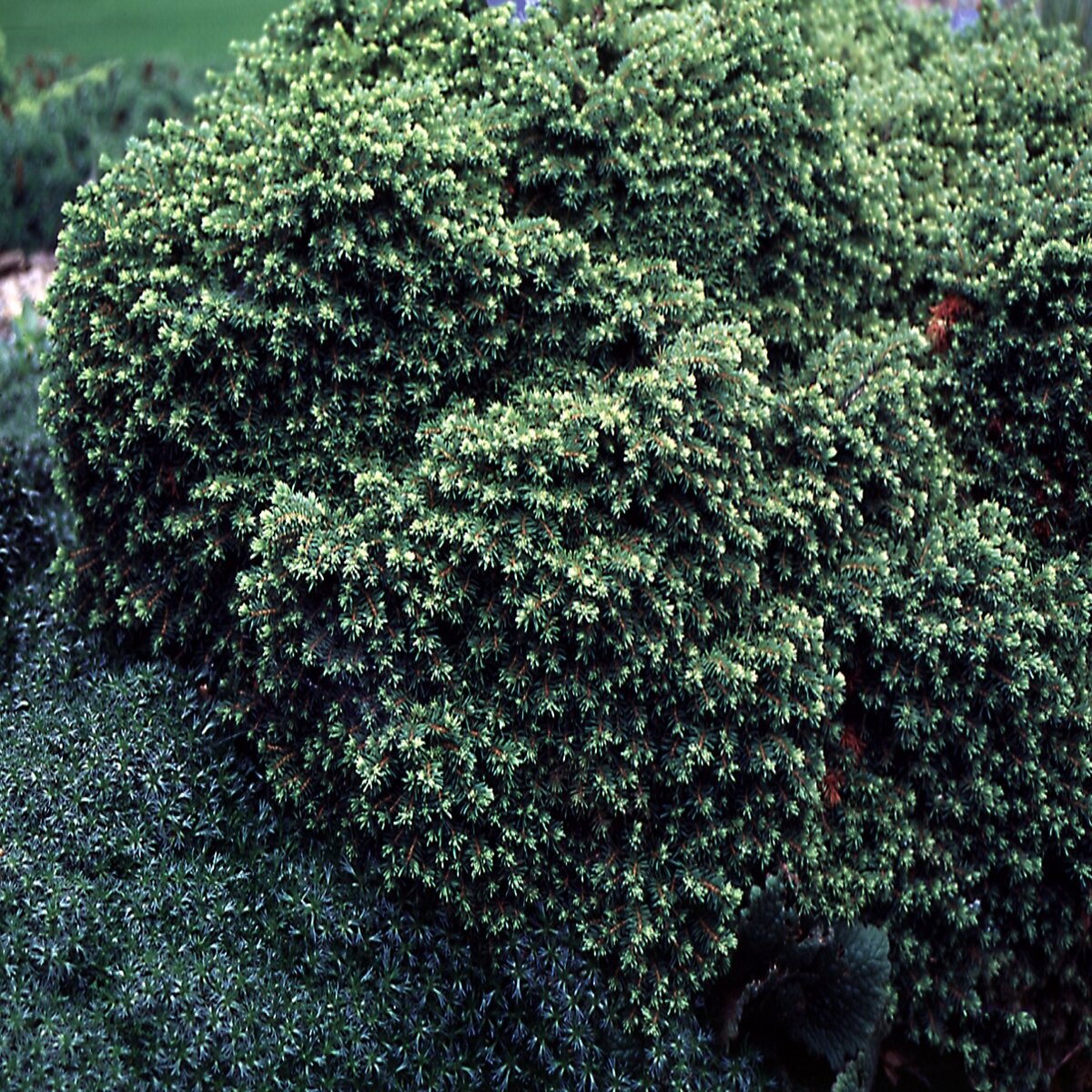 Picea Abies Little Gem Dwarf Norway Spruce | SiteOne US