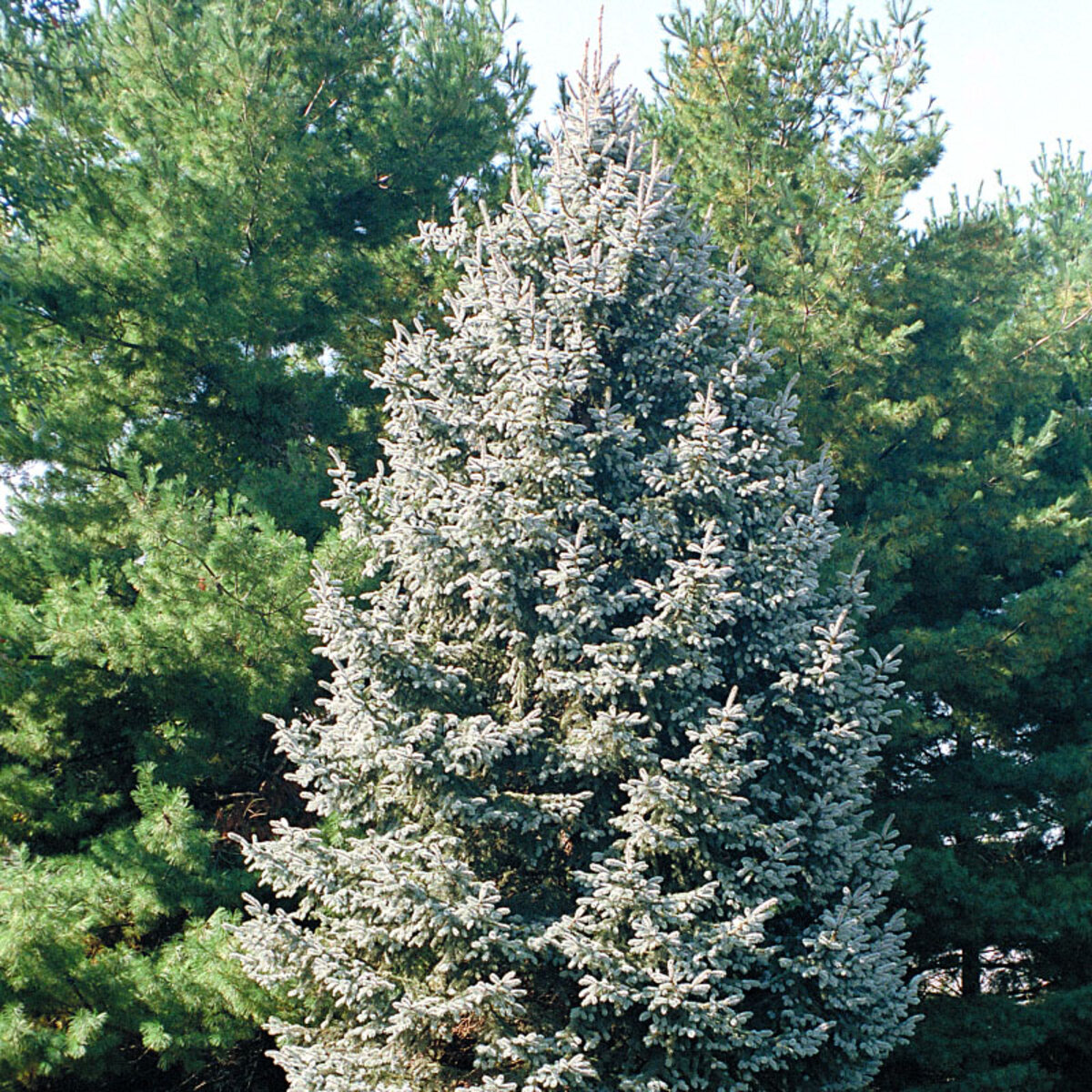 Picea laxa (glauca) White Spruce | SiteOne US