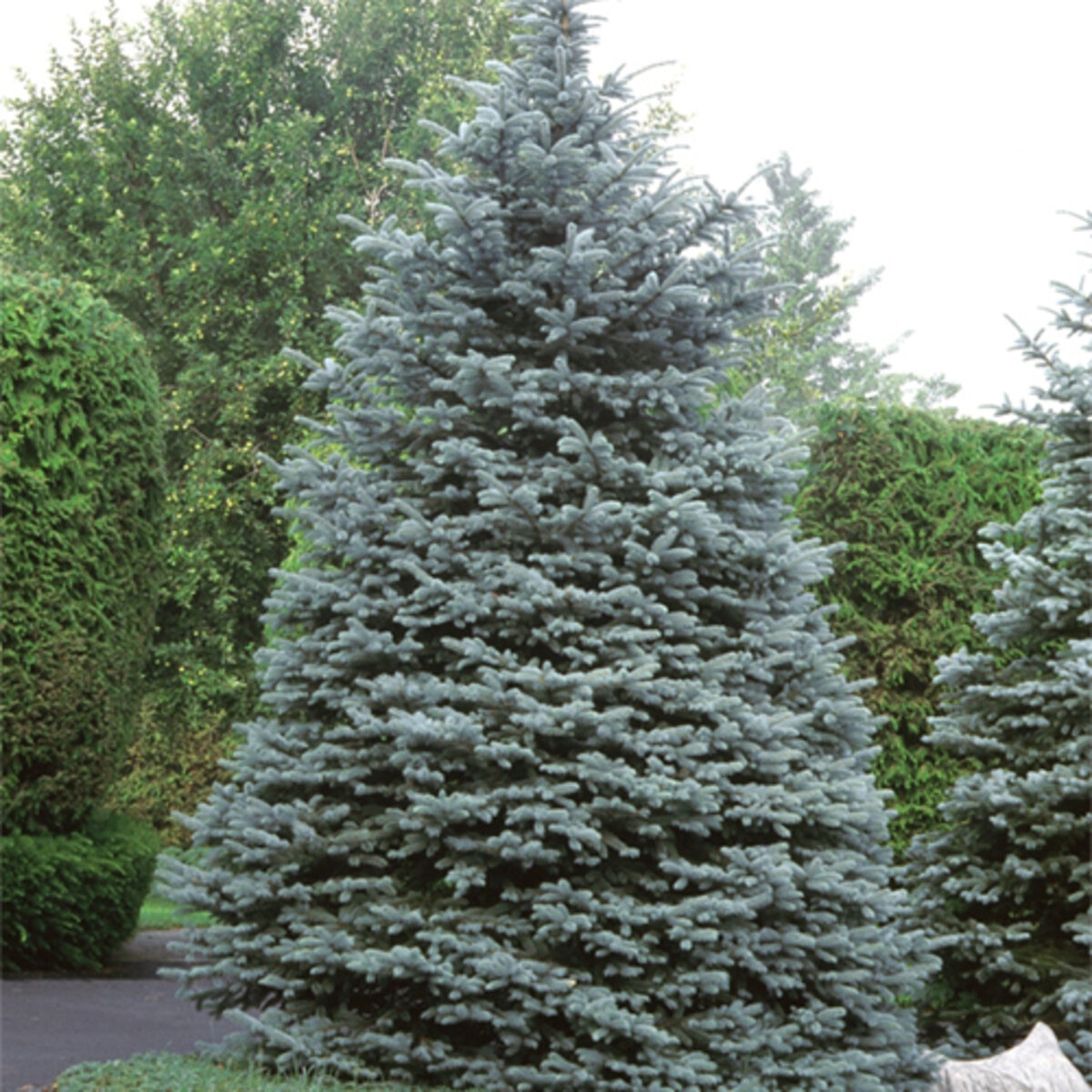 Picea pungens Hoopsii Blue Spruce | SiteOne US