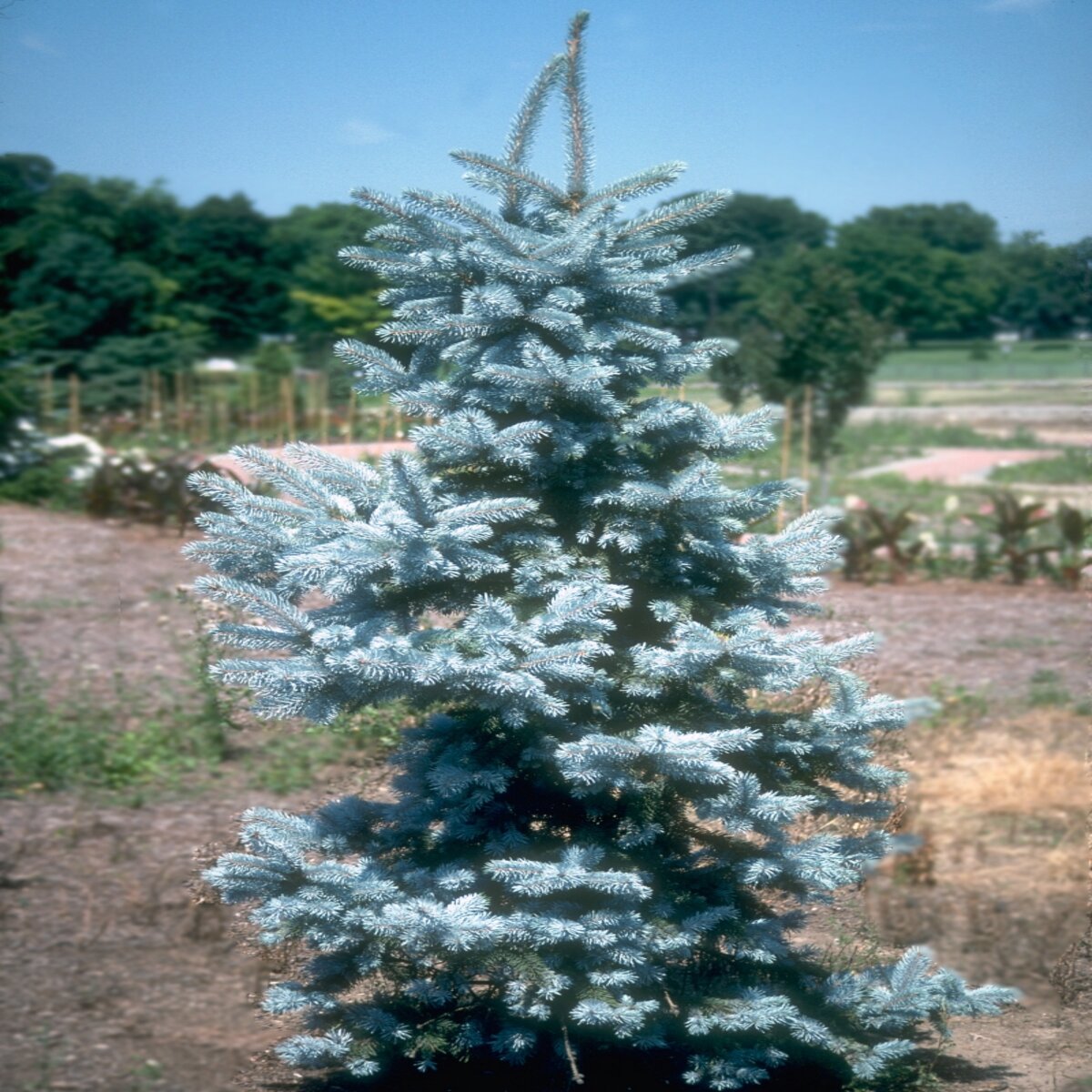 Picea pungens Blue Spruce | SiteOne US