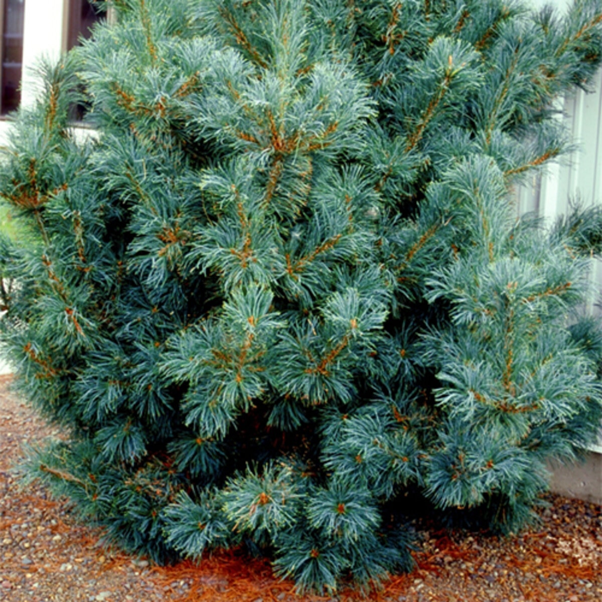 Pinus Parviflora Glauca Japanese White Pine | SiteOne US