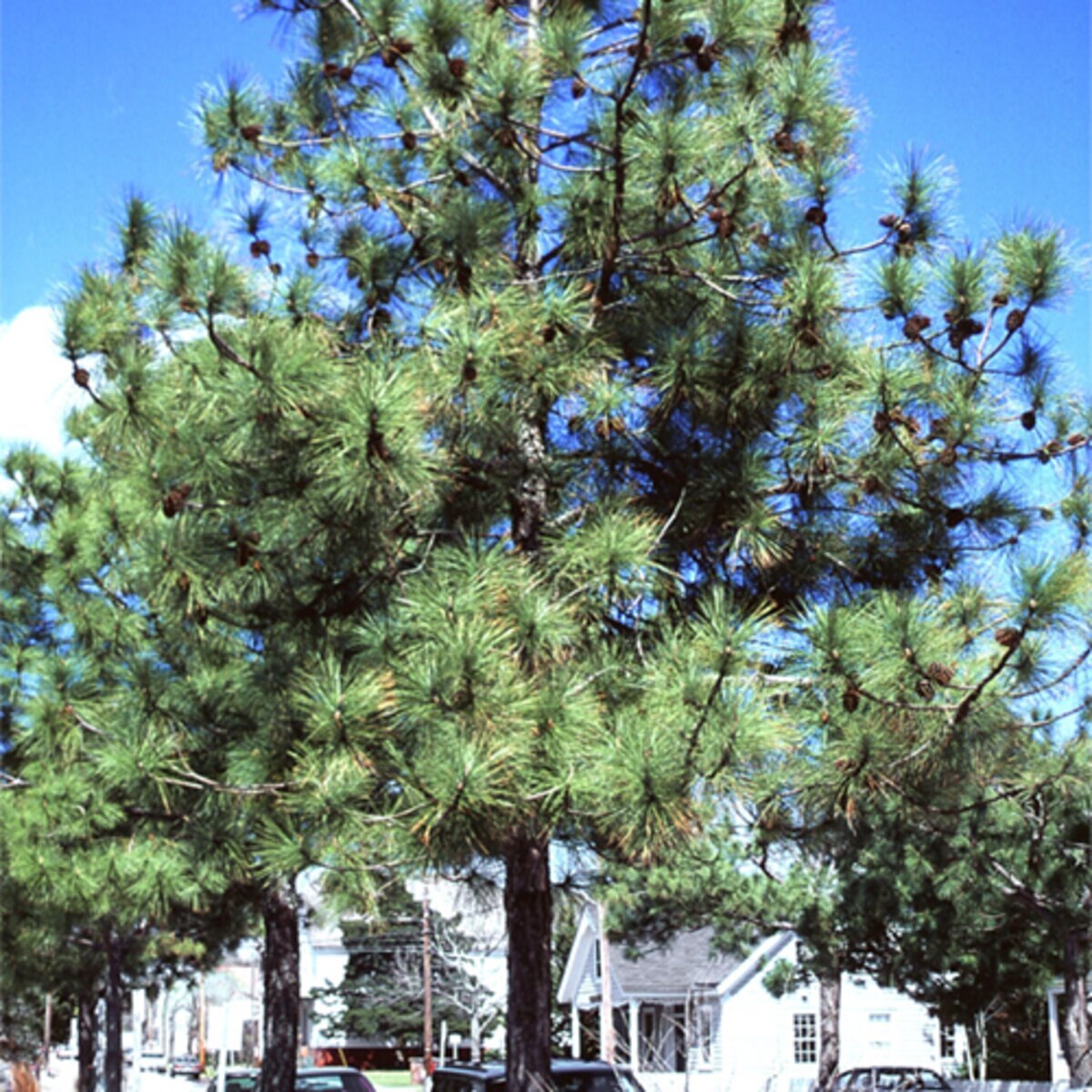 Pinus Taeda Loblolly Pine | SiteOne US