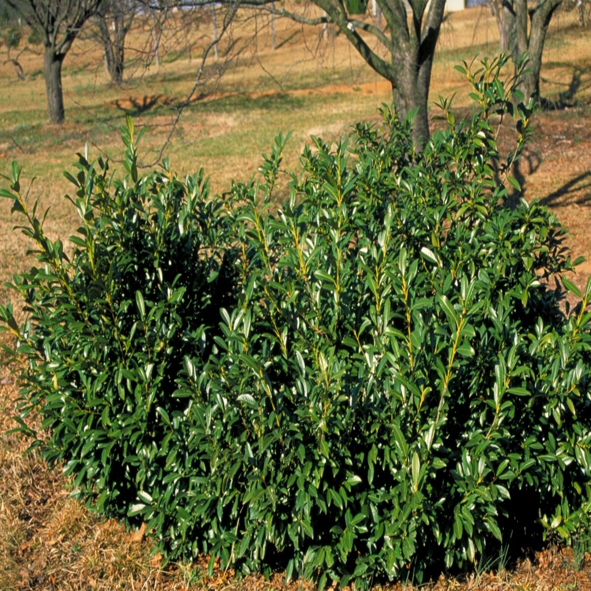 Prunus Laurocerasus Otto Luyken English Laurel | SiteOne US