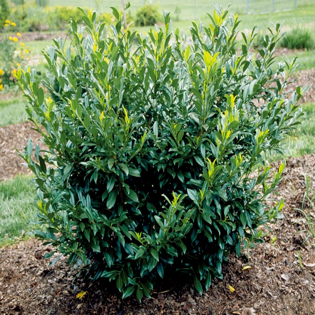 Prunus Laurocerasus English Laurel | SiteOne US