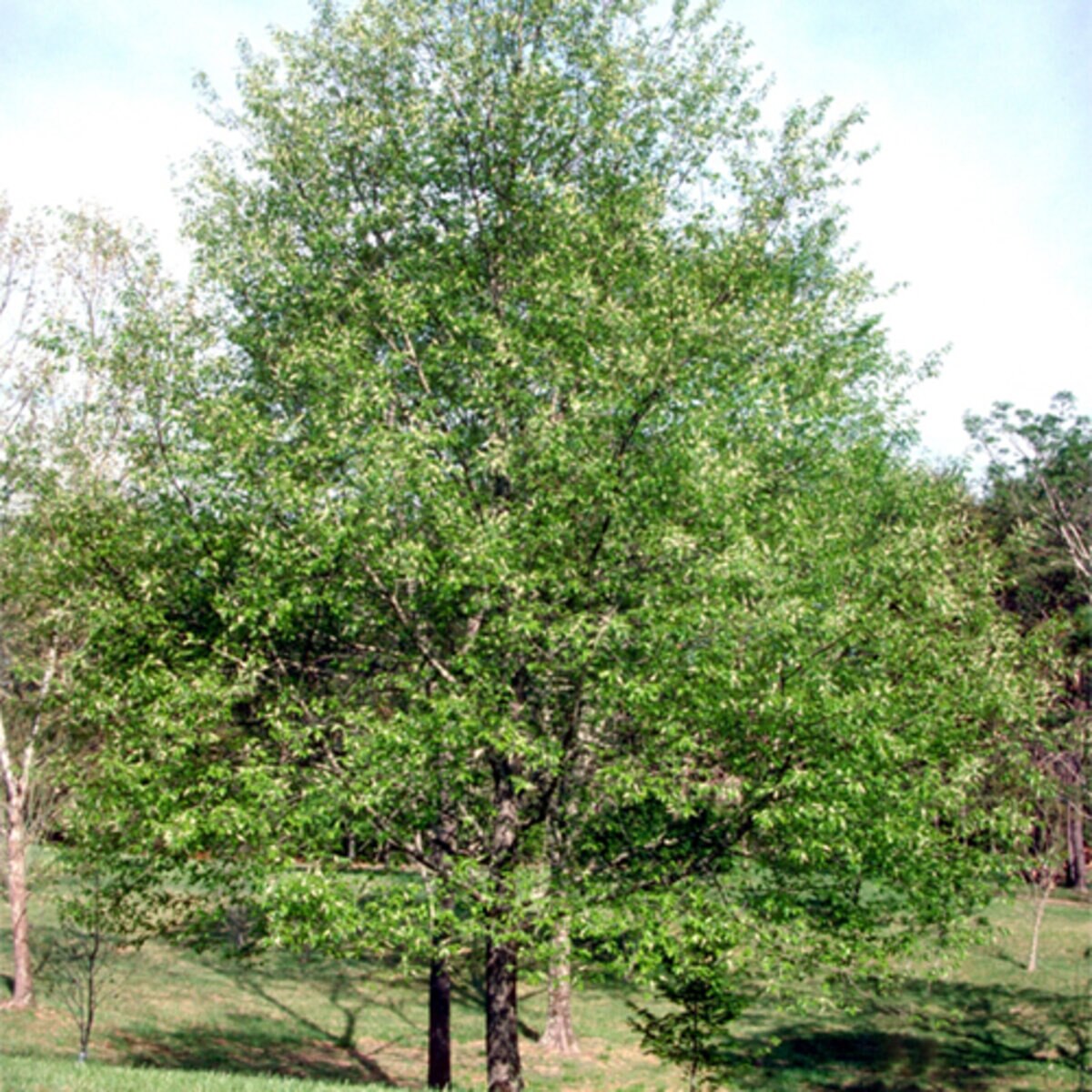 Prunus Serotina Black Cherry | SiteOne US