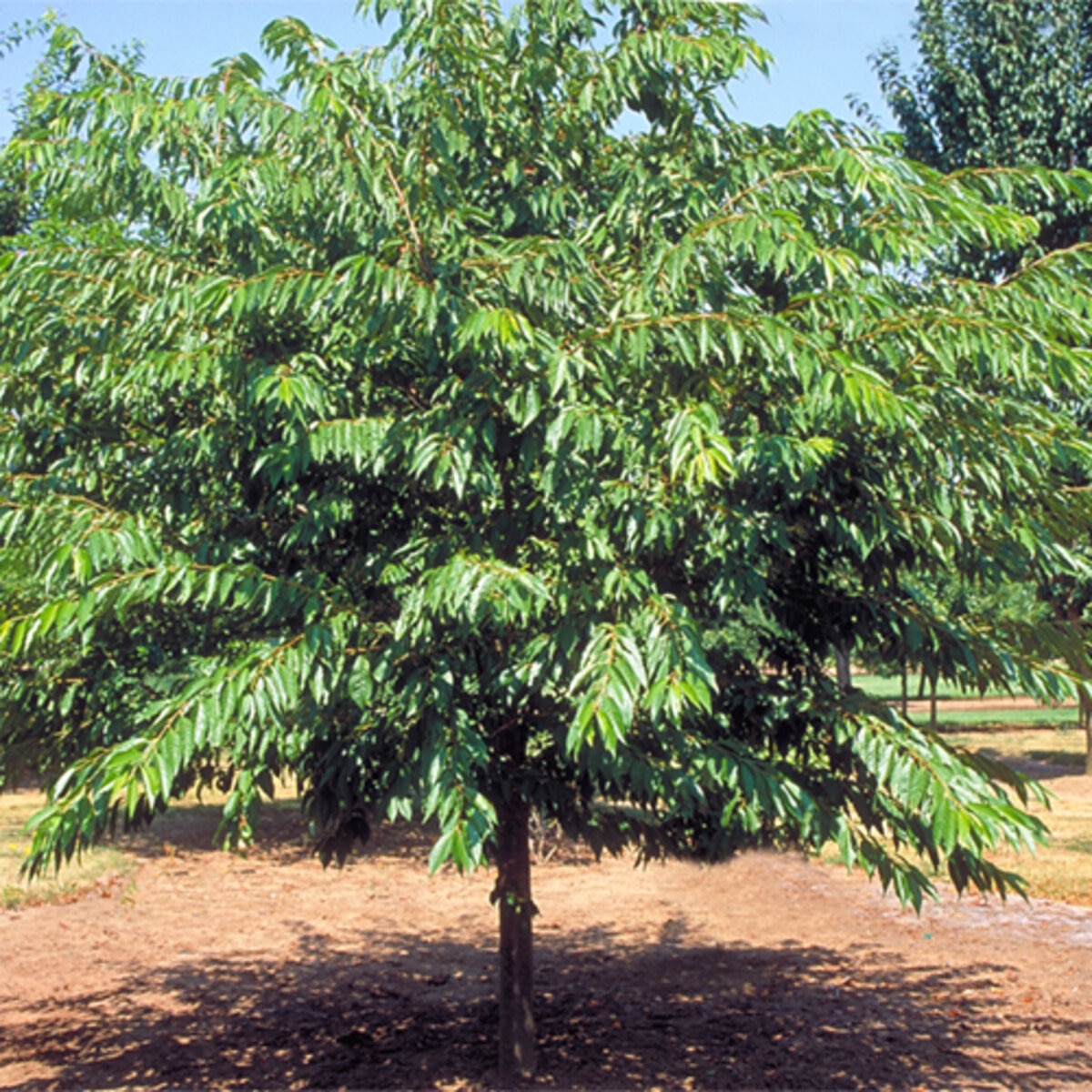 Prunus X Yedoensis Akebono Flowering Cherry | SiteOne US